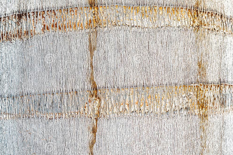 Palm Tree Trunk with a Pattern of Brown and White Stripes Stock Photo ...