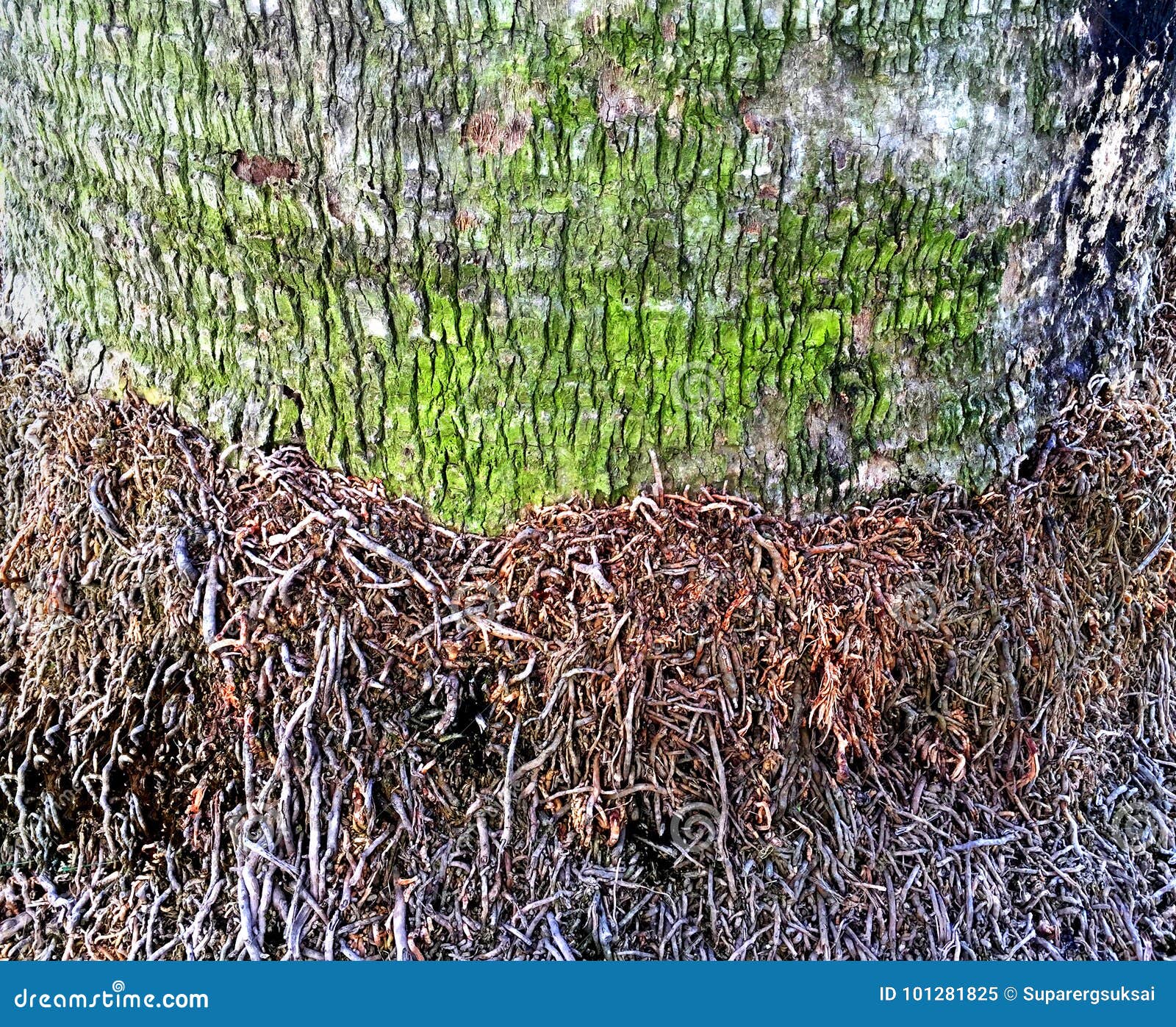 Palm Tree Trunk and Roots stock image. Image of park - 101281825 Palm Tree Trunk and Roots stock image. Image of park - 101281825