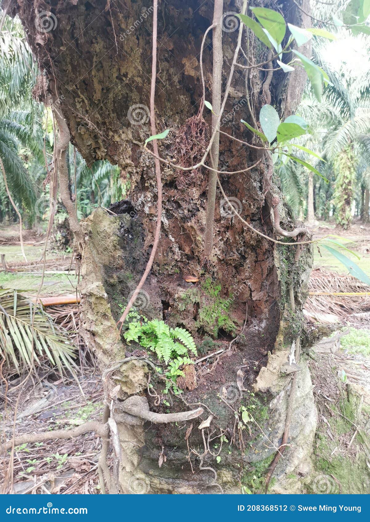 The Palm Tree Trunk Rotting with a Hole. Stock Photo - Image of ecology ...