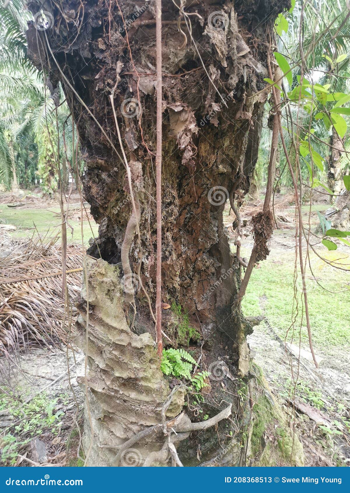 The Palm Tree Trunk Rotting with a Hole. Stock Image - Image of dead ...