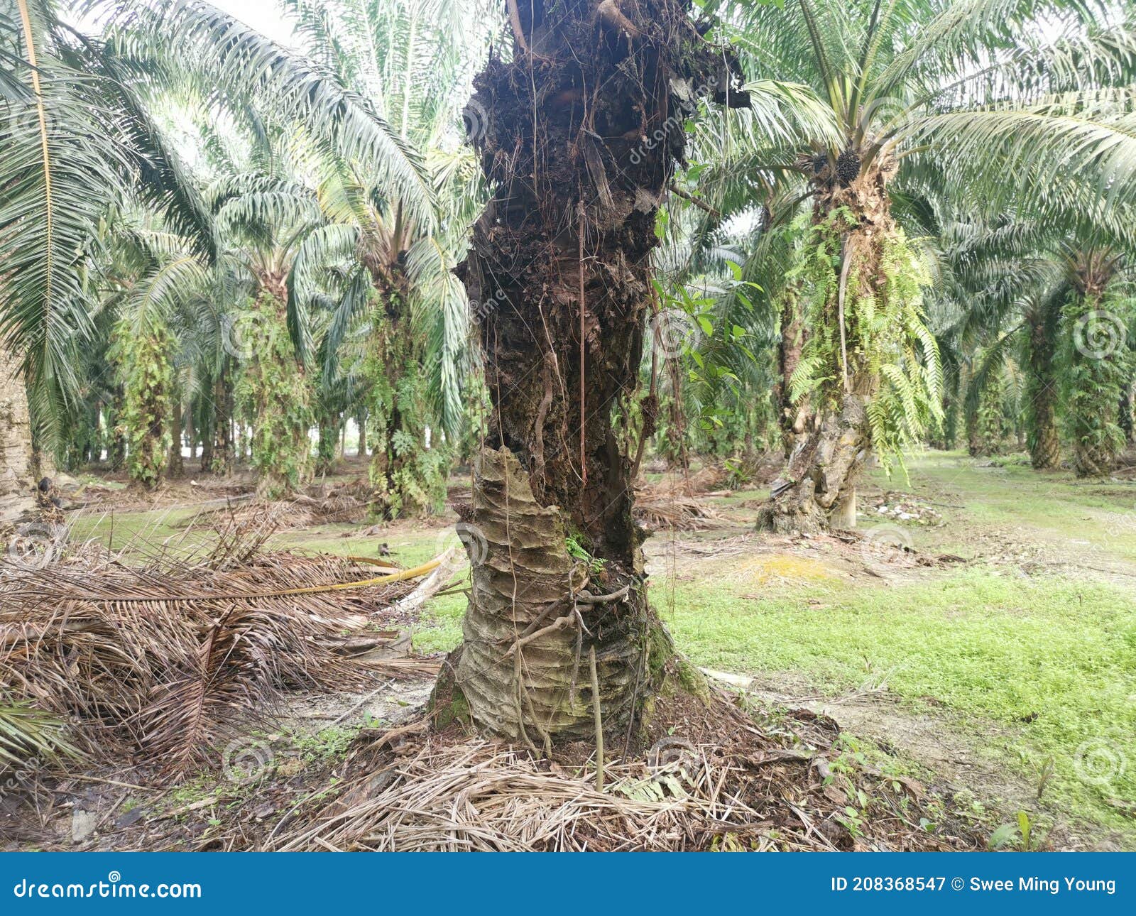 The Palm Tree Trunk Rotting with a Hole. Stock Image - Image of decay ...