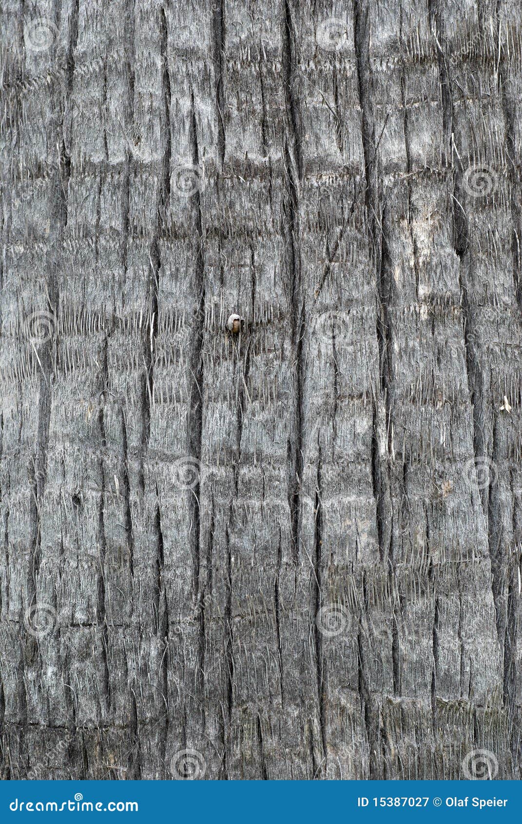 Trunk Texture Background Wallpaper. Tree Stem Texture. Stem Pattern ...