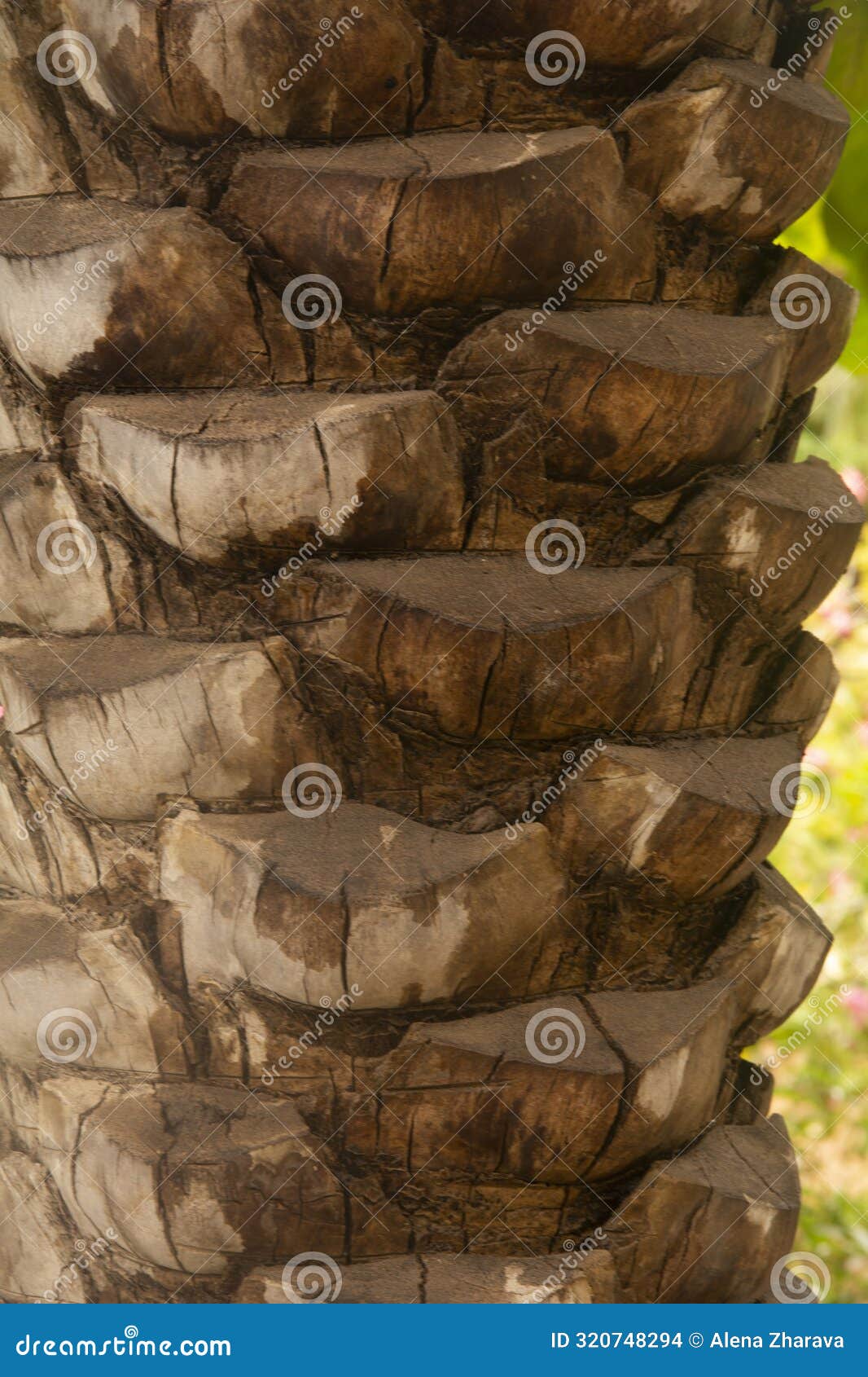 Palm Tree Trunk Texture Close Up Photo Stock Photo - Image of detailed ...