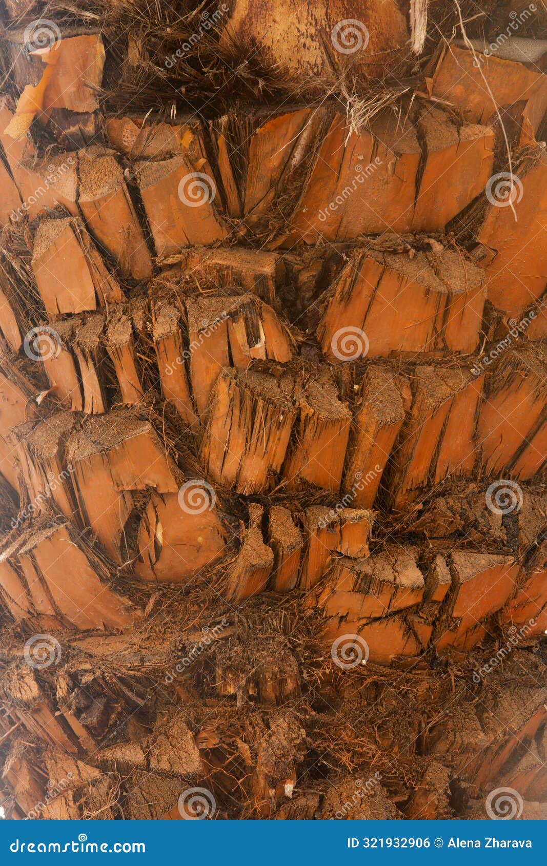 Palm Tree Trunk Texture Close Up Photo Stock Photo - Image of summer ...