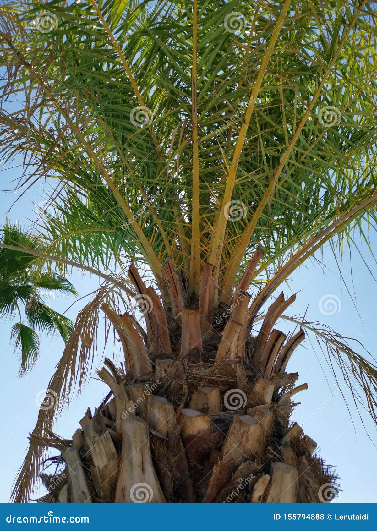 Palm Trunk Texture