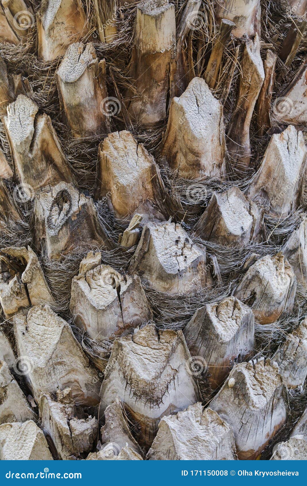 Palm Tree Trunk Texture, Fibrous Gray Brown Texture of Date Tree Bark ...