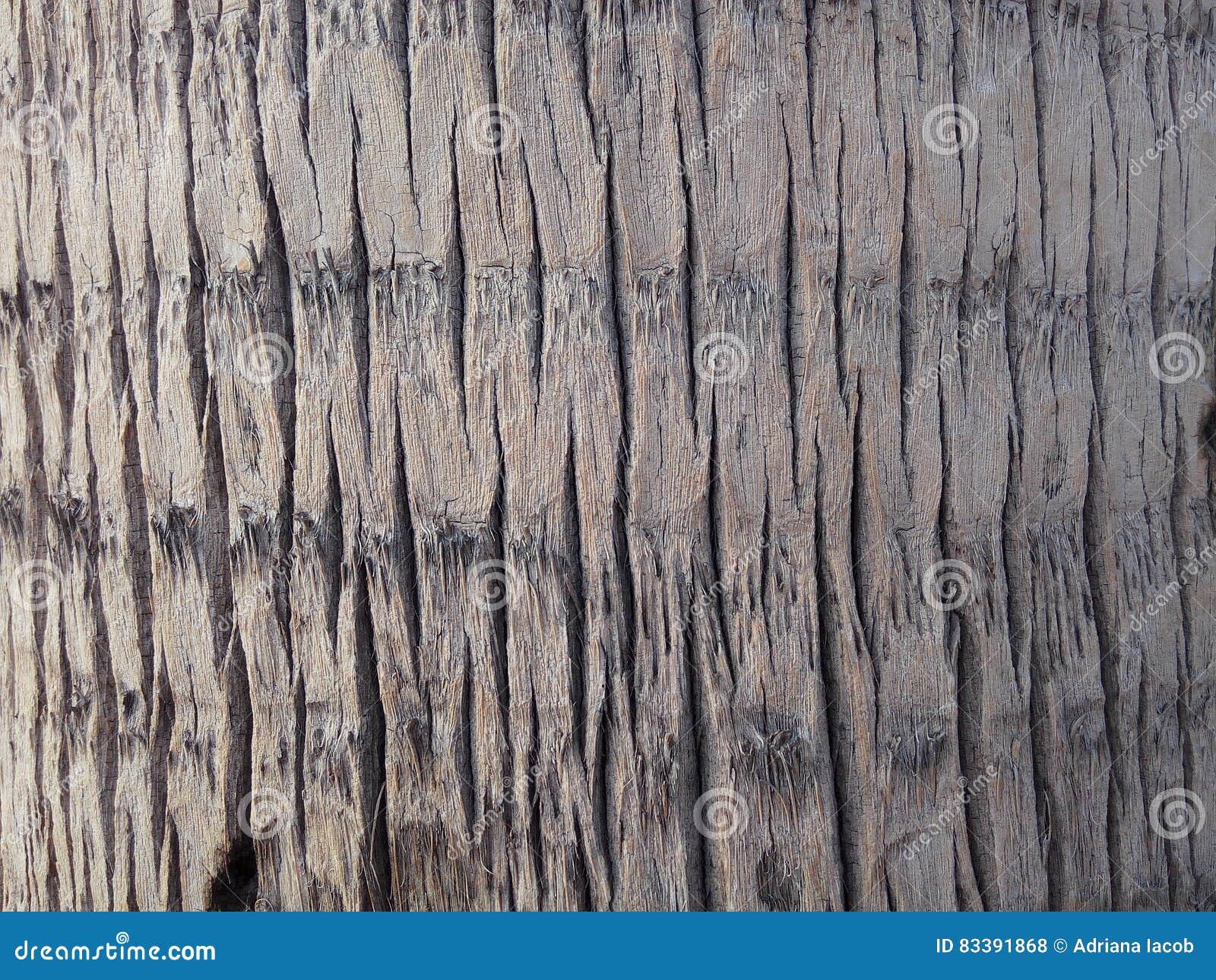 Palm tree trunk texture stock photo. Image of natural - 83391868