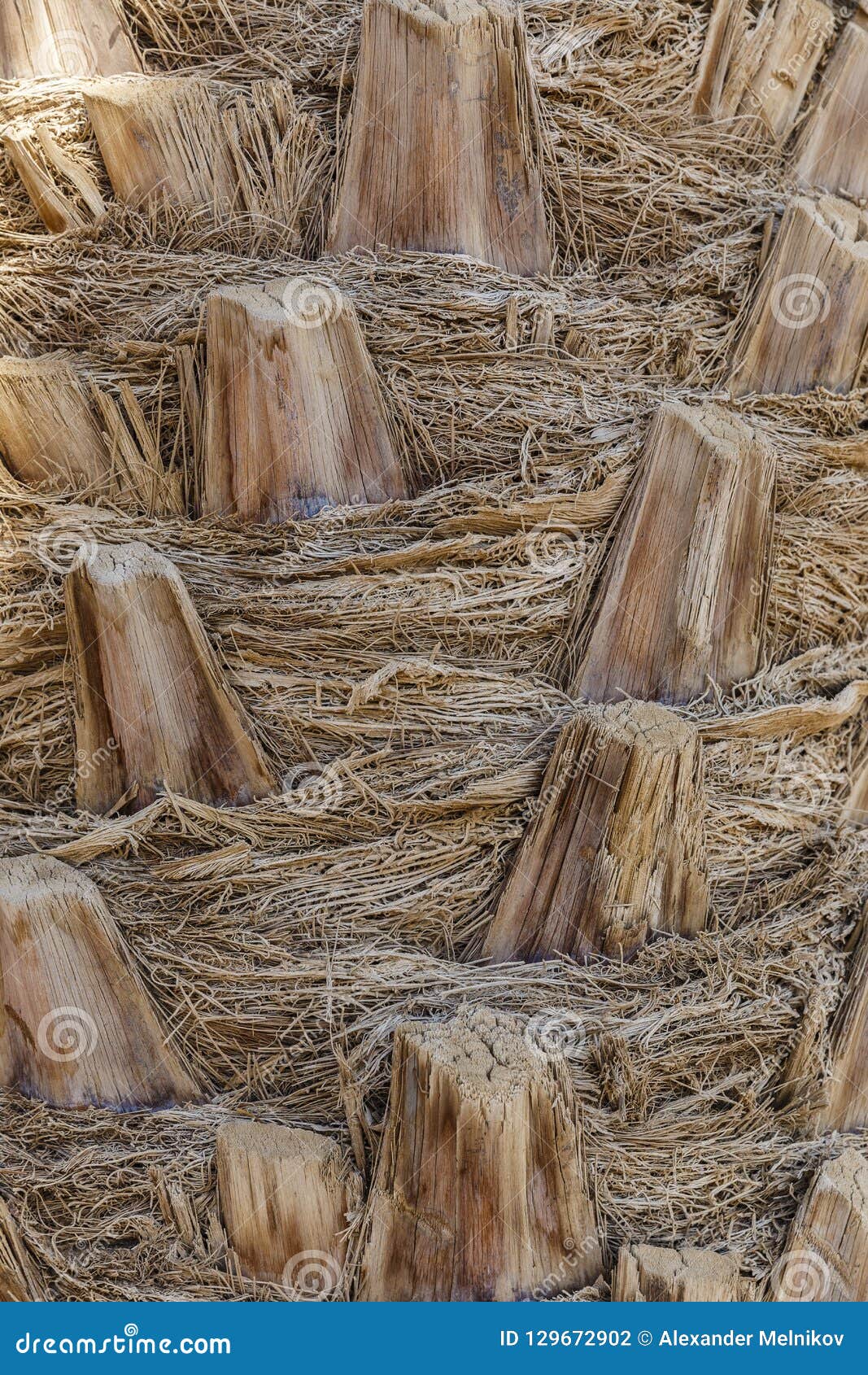 Palm tree trunk texture stock photo. Image of full, arid - 129672902