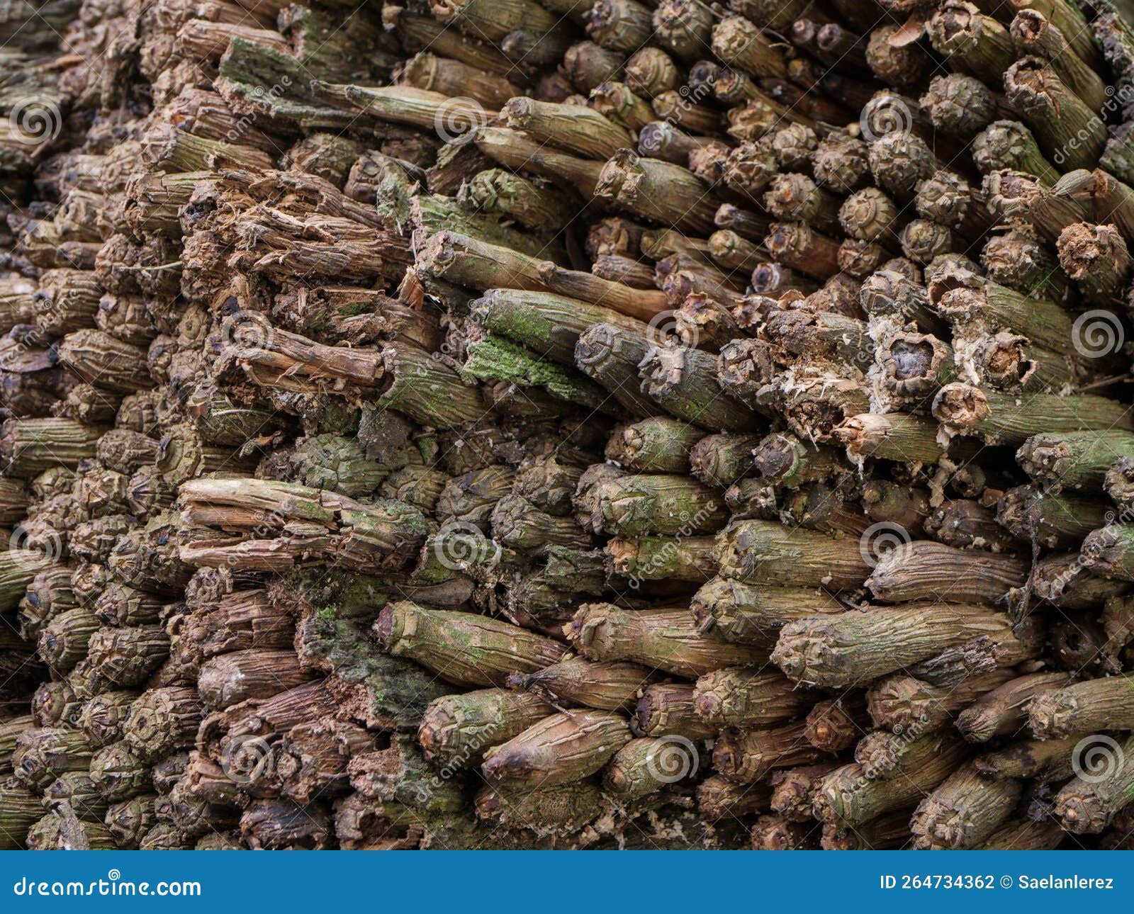 Palm Tree Trunk Texture Stem Textures Stock Photo - Image of natural ...