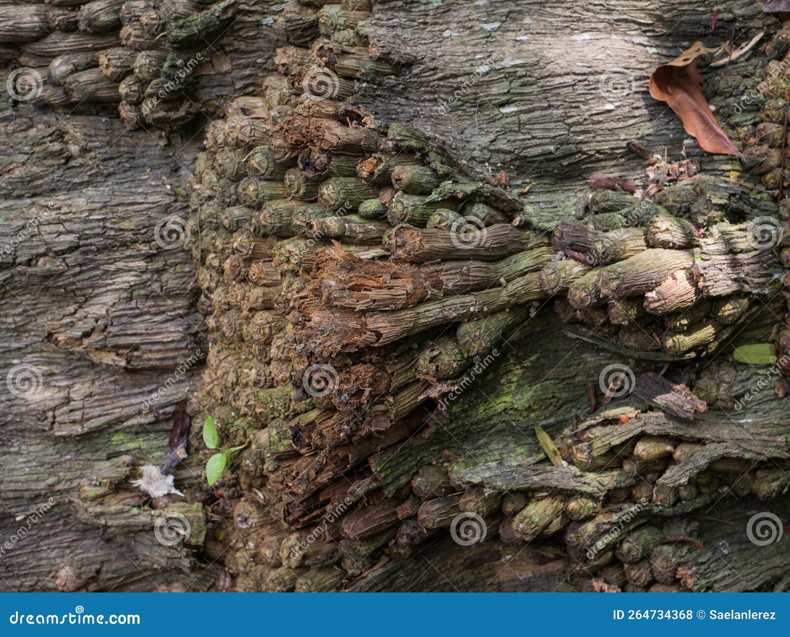 Palm Tree Trunk Texture Stem Textures Stock Photo - Image of palm, tree ...