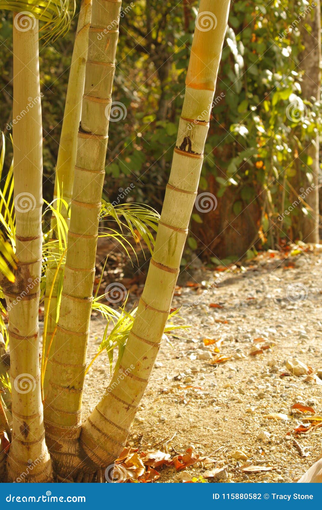 Palm tree trunks stock photo. Image of rocks, grave - 115880582