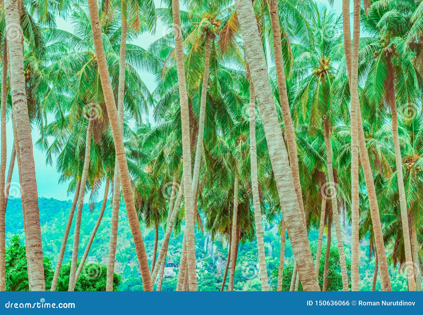 Palm Tree Trunks and Their Tops Stock Photo - Image of background ...
