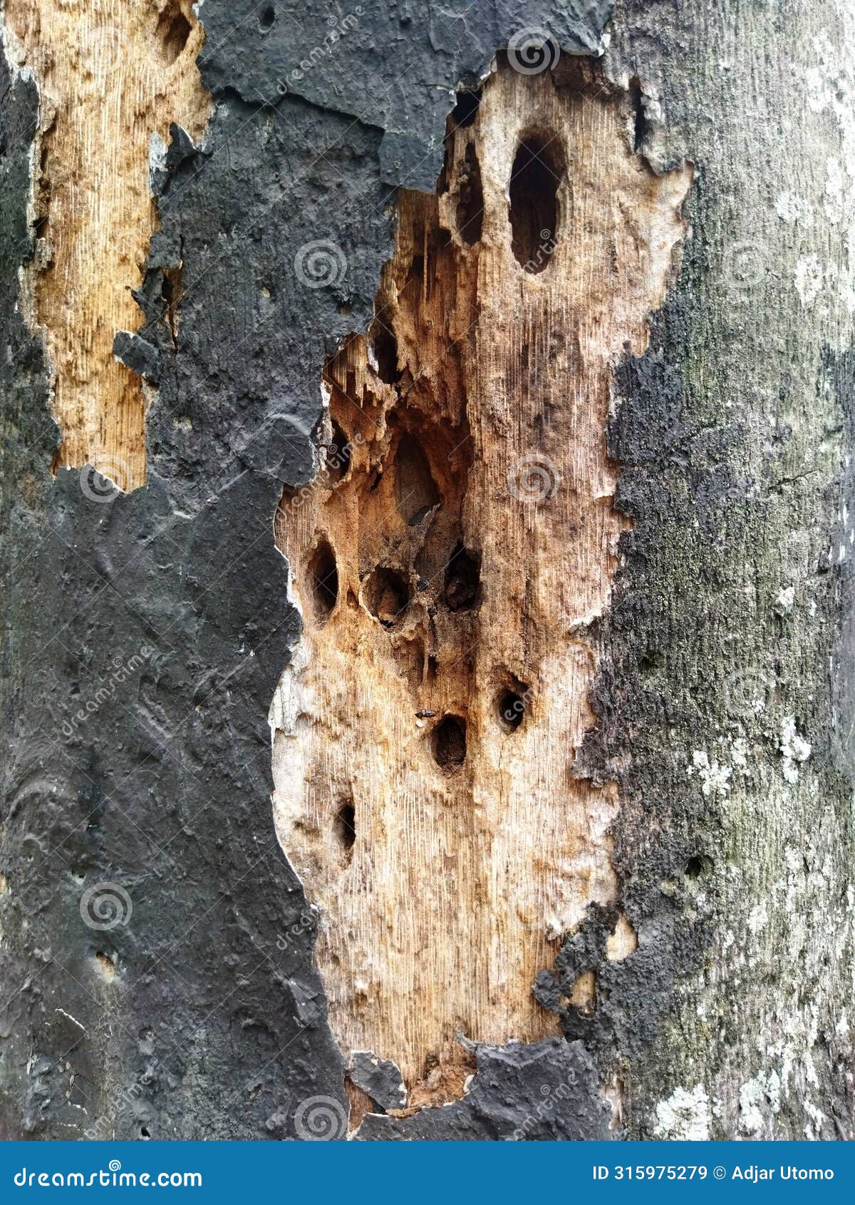 Palm Tree Trunks that are Worn with Age and Hollowed Out by Birds Form ...