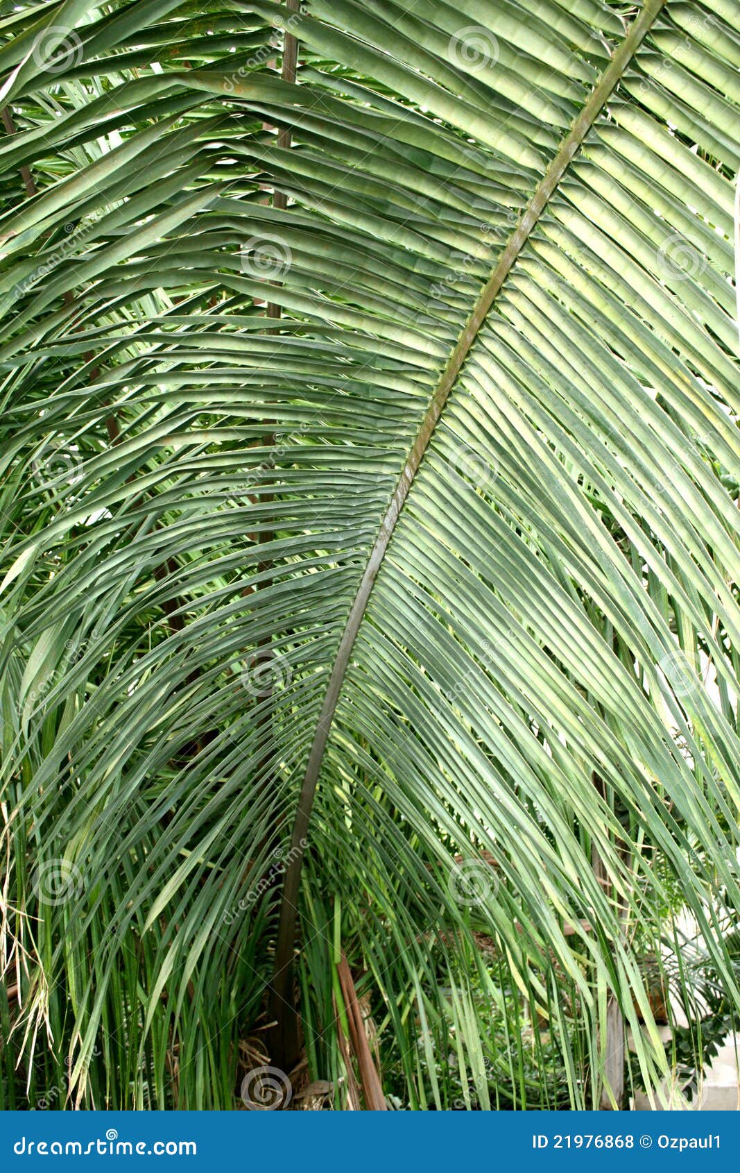 Palm tree tube stock photo. Image of plants, lush, tropical - 21976868