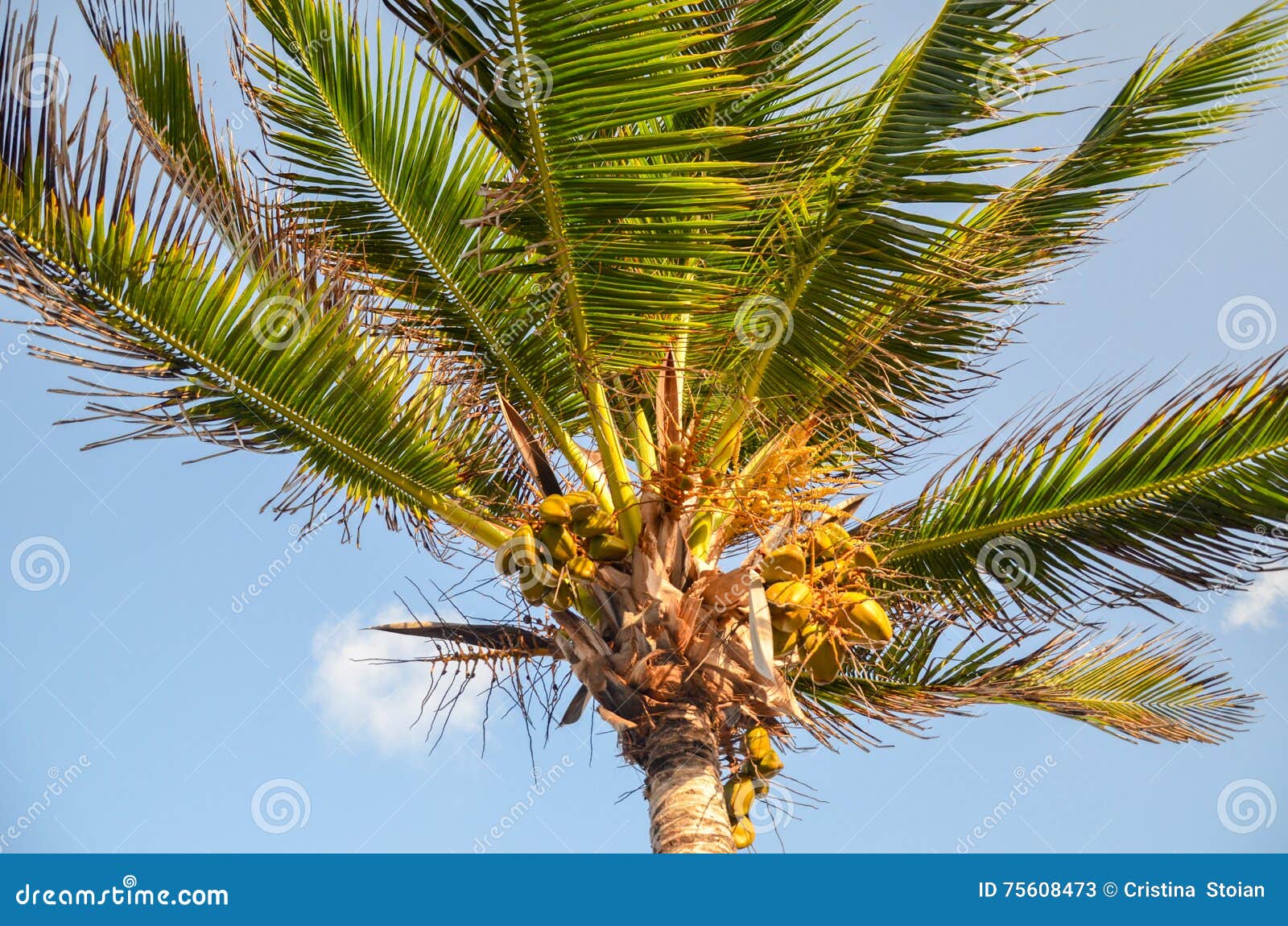 Palm Tree, Tulum, Yucatan, Mexico Stock Image - Image of travel, tree ...