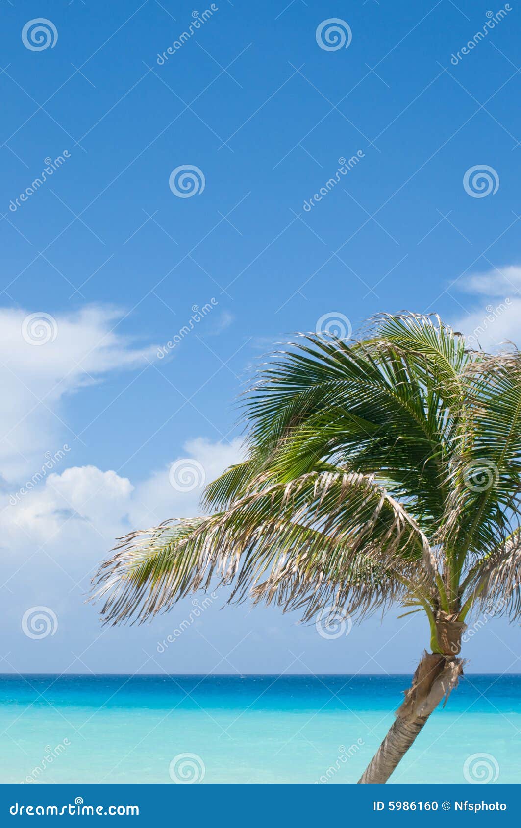 Palm Tree, Turquoise and Blue Tropical Ocean Stock Photo - Image of ...