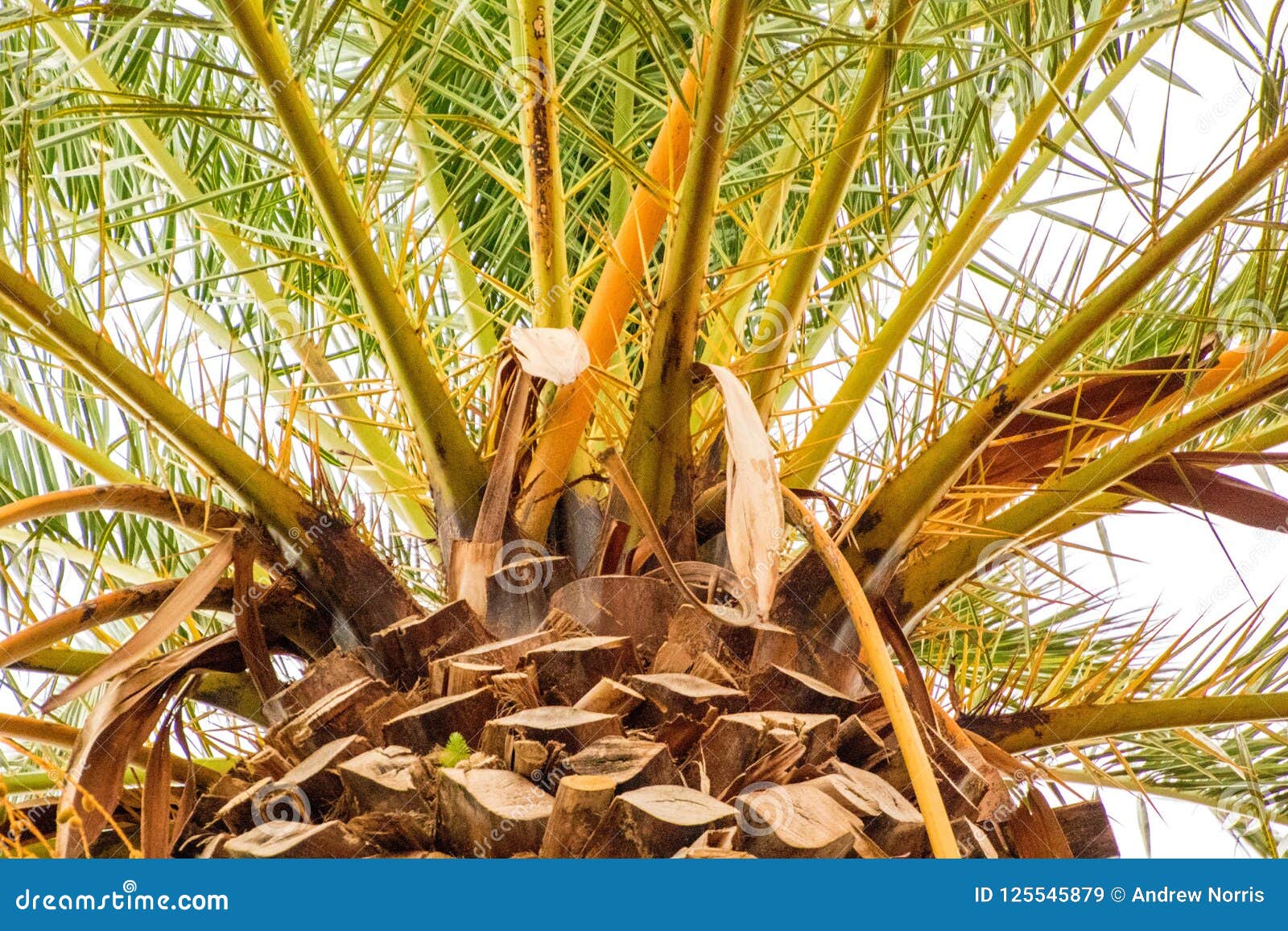 Palm Tree stock image. Image of tree, common, looking - 125545879