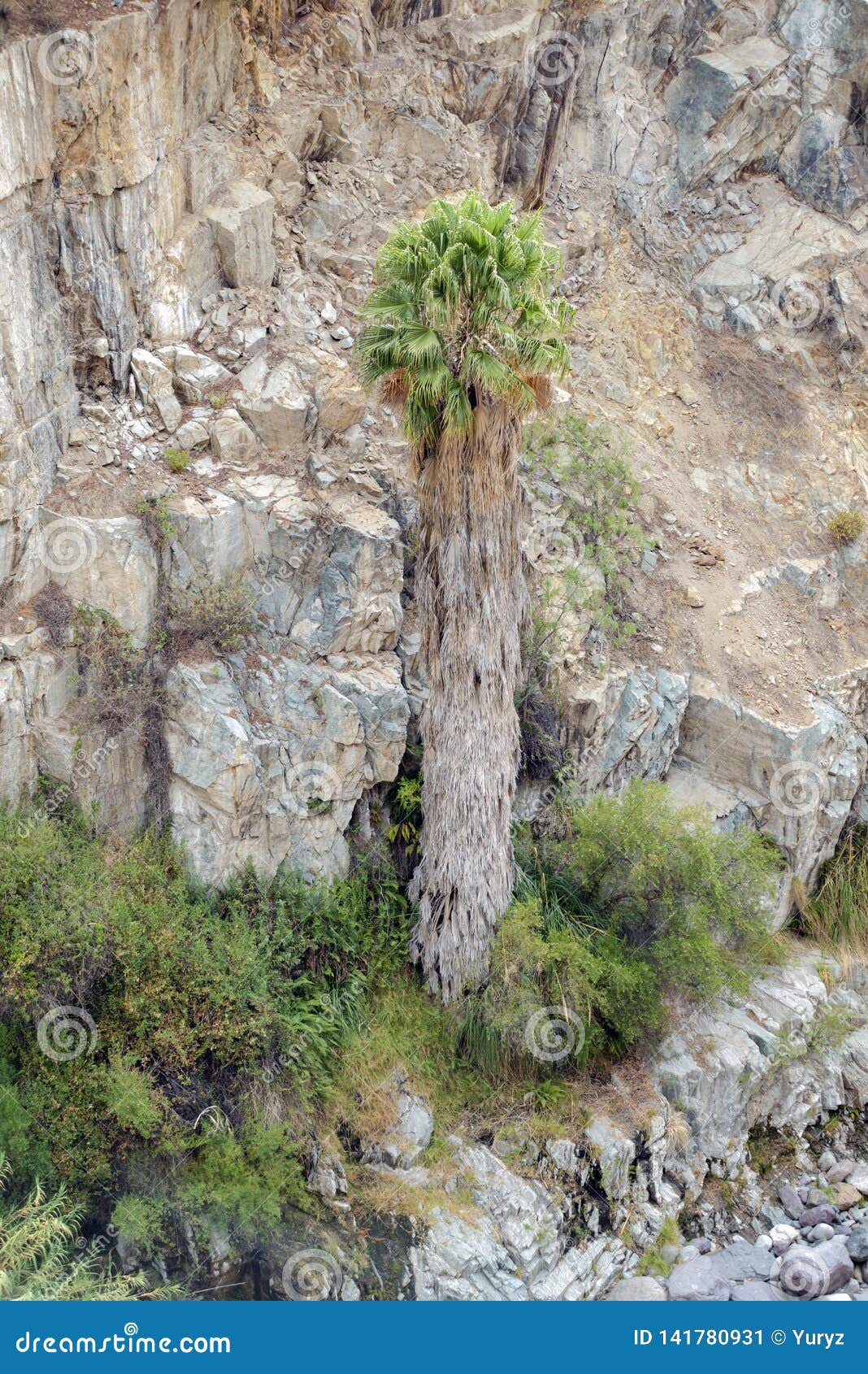 Palm tree under cliff stock image. Image of nature, huge - 141780931