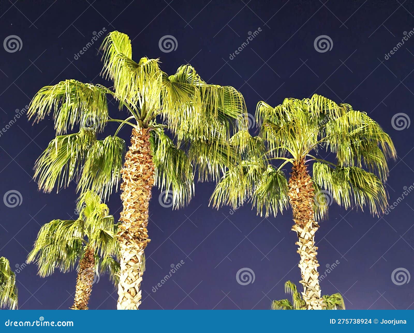 Palm tree under moonlight stock photo. Image of green - 275738924