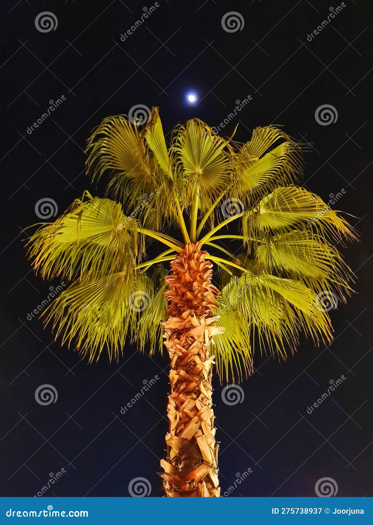 Palm tree under moonlight stock image. Image of green - 275738937