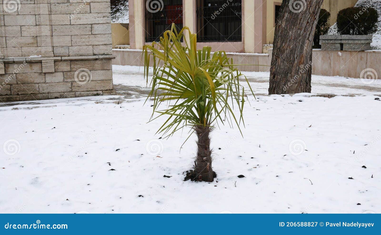 Palm Tree Under Snow in Cold Winter. Climate Change Stock Image - Image ...