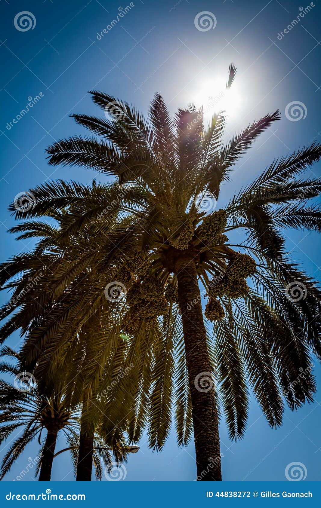 Palm tree under the sun stock photo. Image of blue, tree - 44838272
