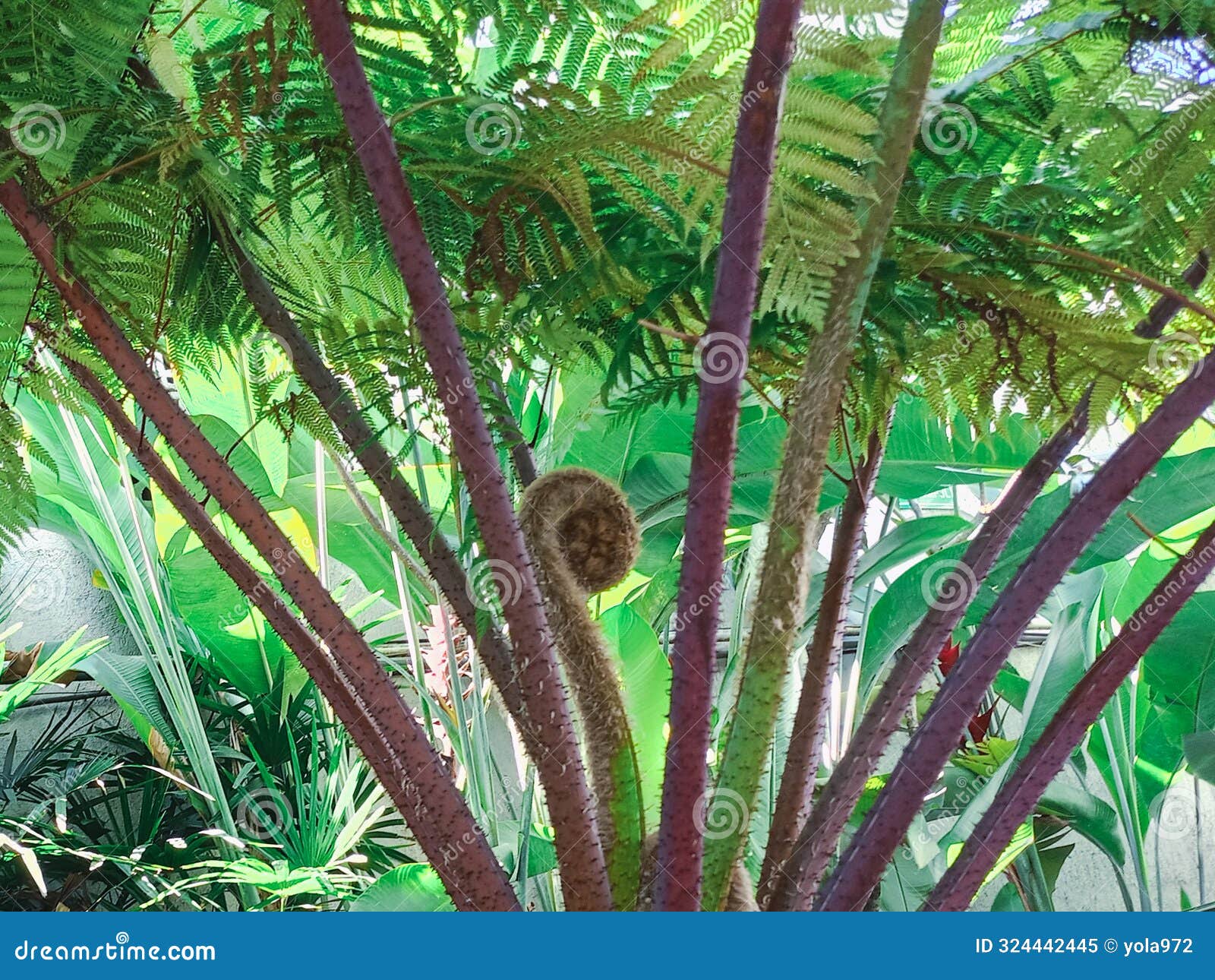 A Palm Tree with a Unique Shape Stock Image - Image of plant, southeast ...