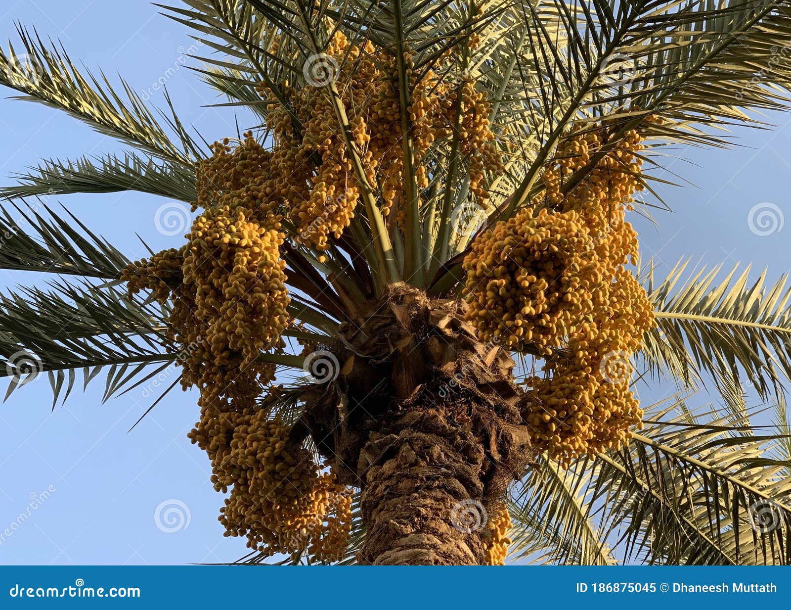 Palm Tree stock image. Image of palm, united, arab, emirates - 186875045