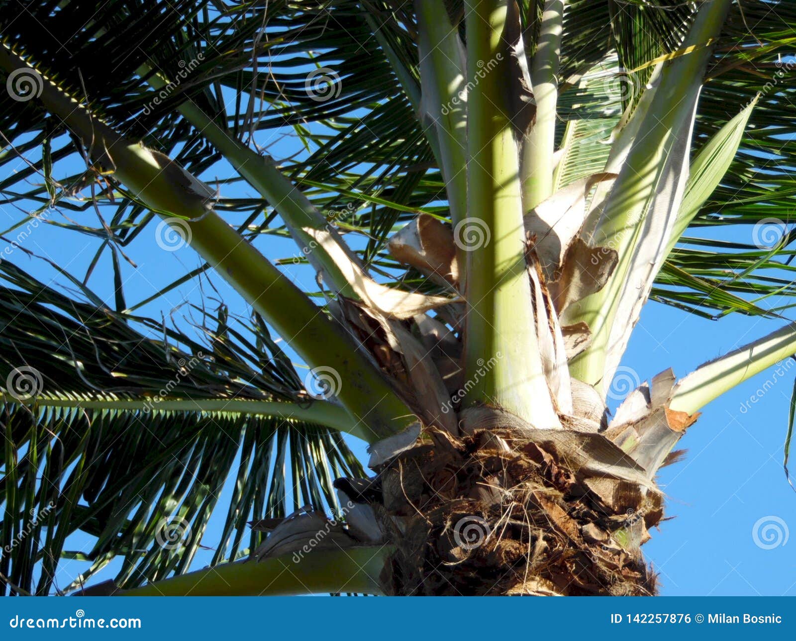 Palm Tree up close stock photo. Image of evening, leaf - 142257876