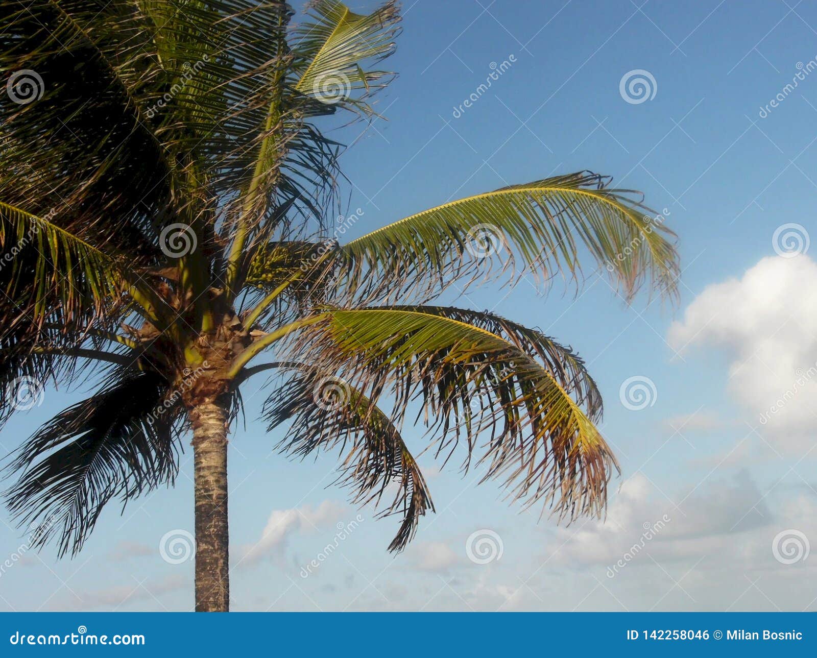 Palm Tree up close stock photo. Image of curve, hollywood - 142258046