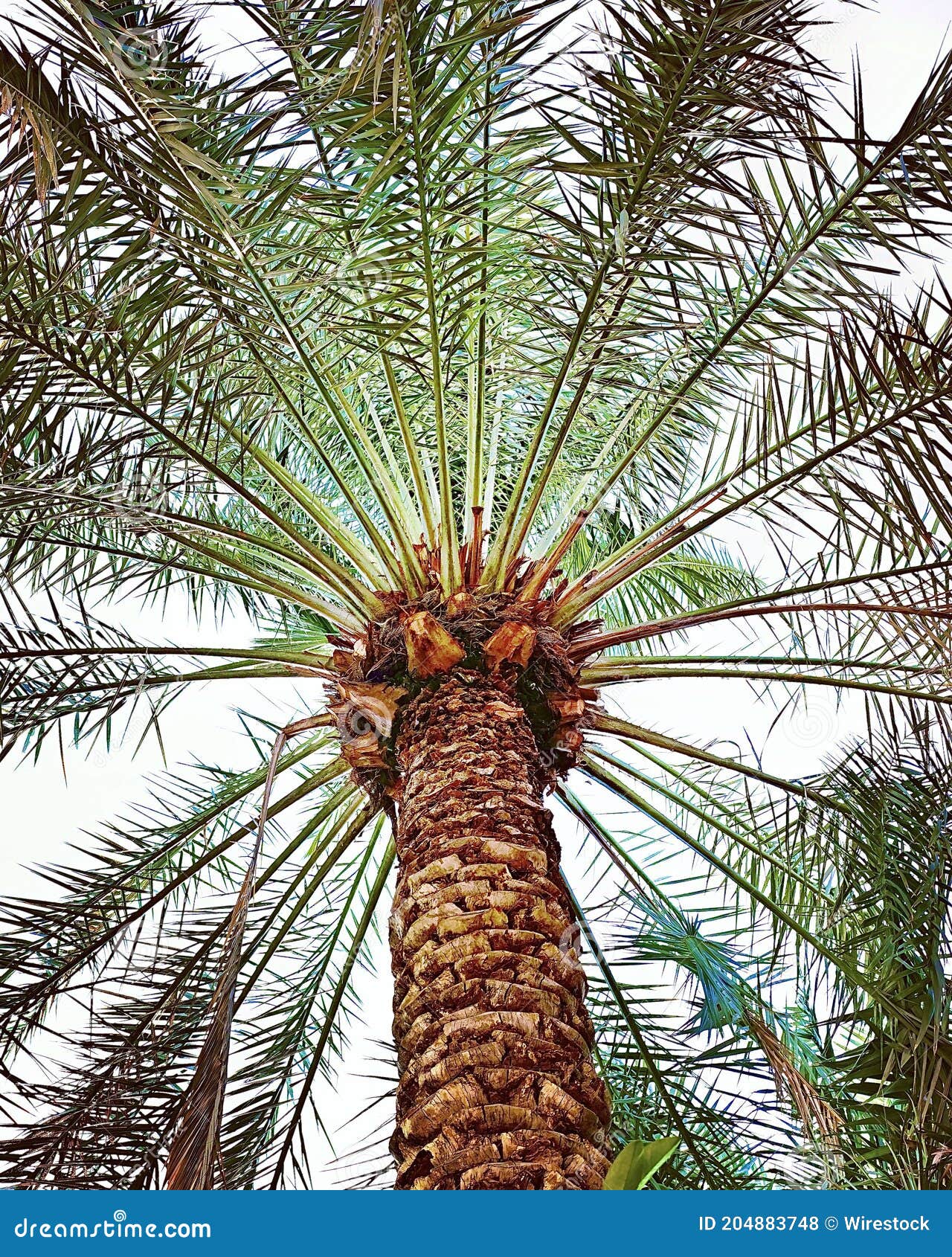 Palm tree in urban set editorial stock photo. Image of domestic - 204883748