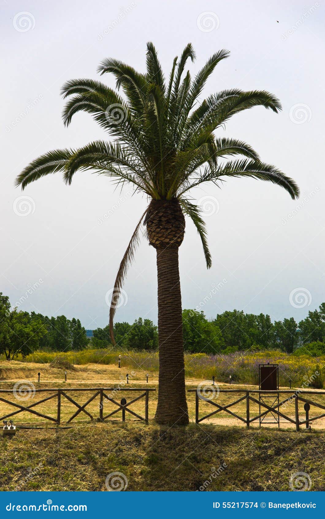 Palm Tree at Valley of the Temple, Agrigento, Sicily Stock Photo ...