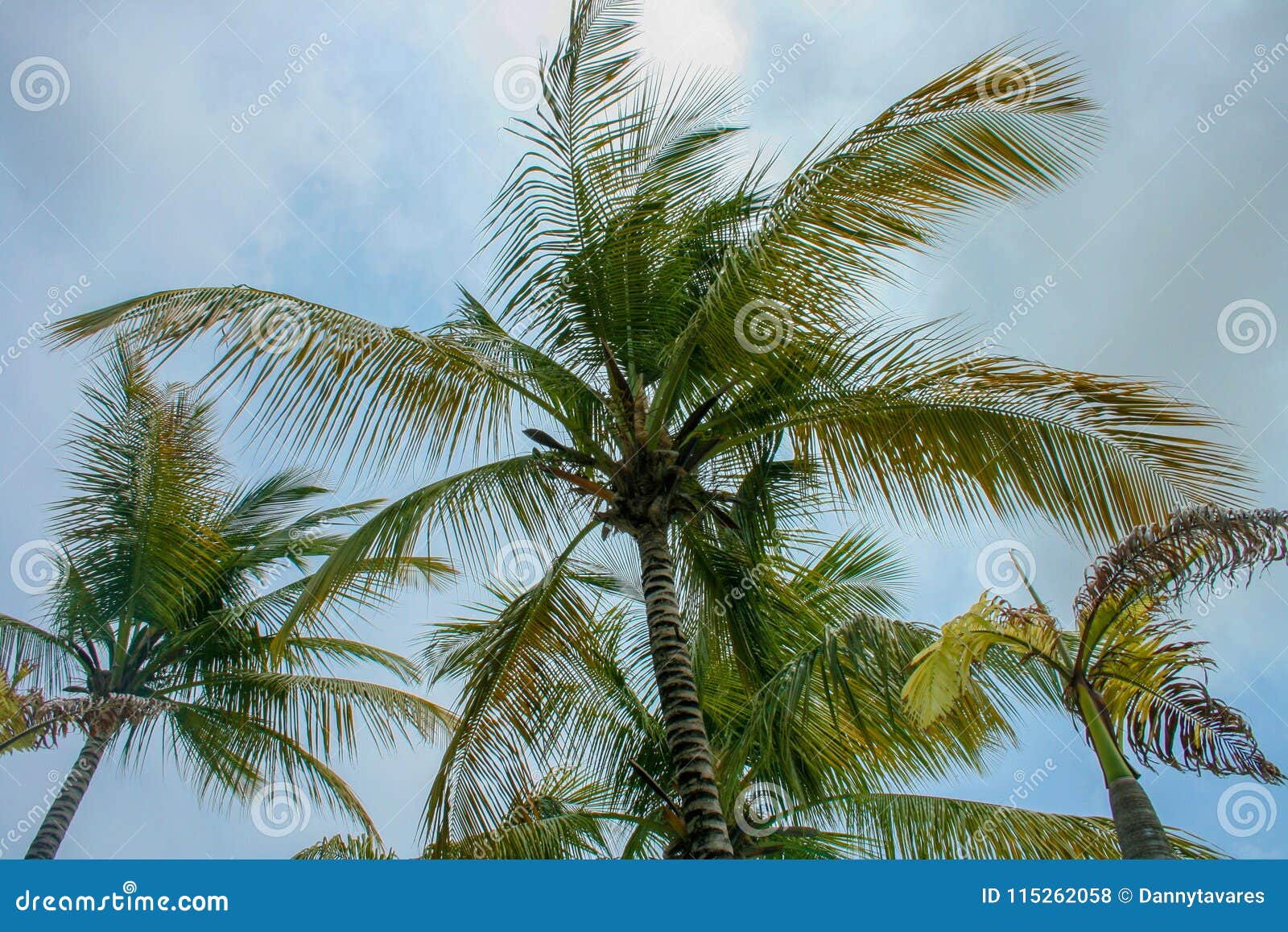 A Palm Tree in a Venezuelan Beach Stock Photo - Image of boats, beach ...