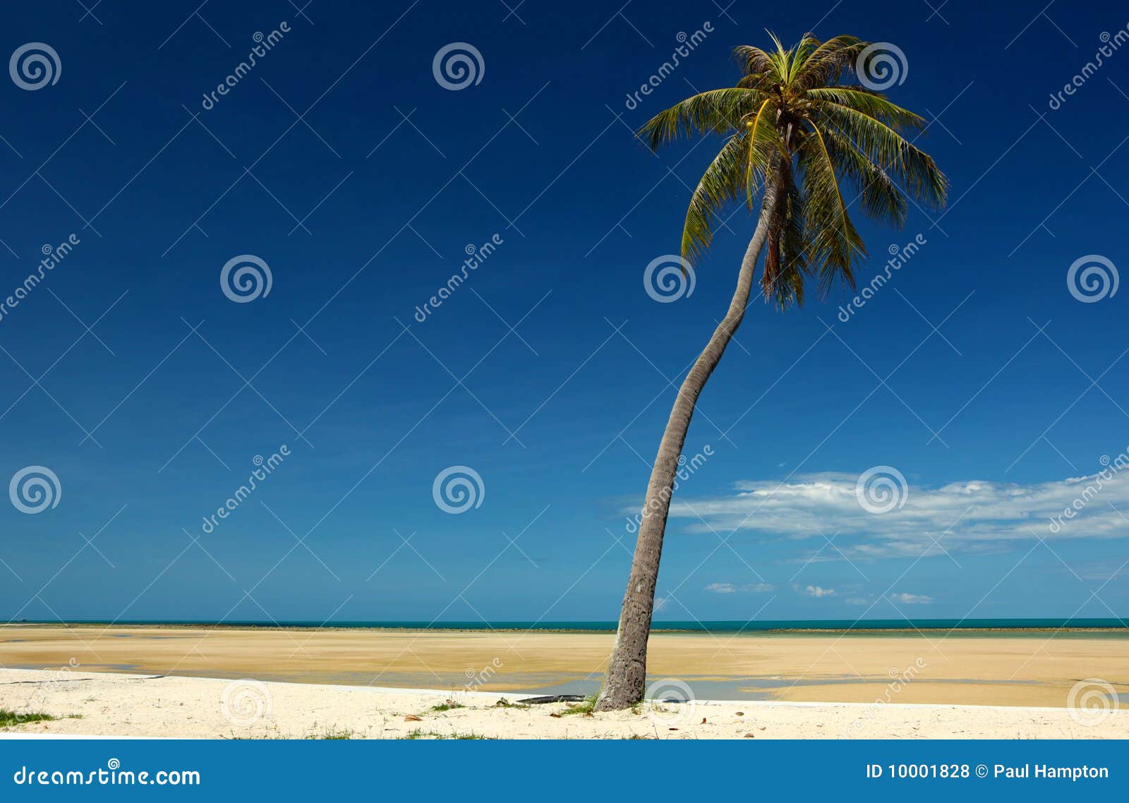 Palm Tree View stock photo. Image of calm, sand, climate - 10001828
