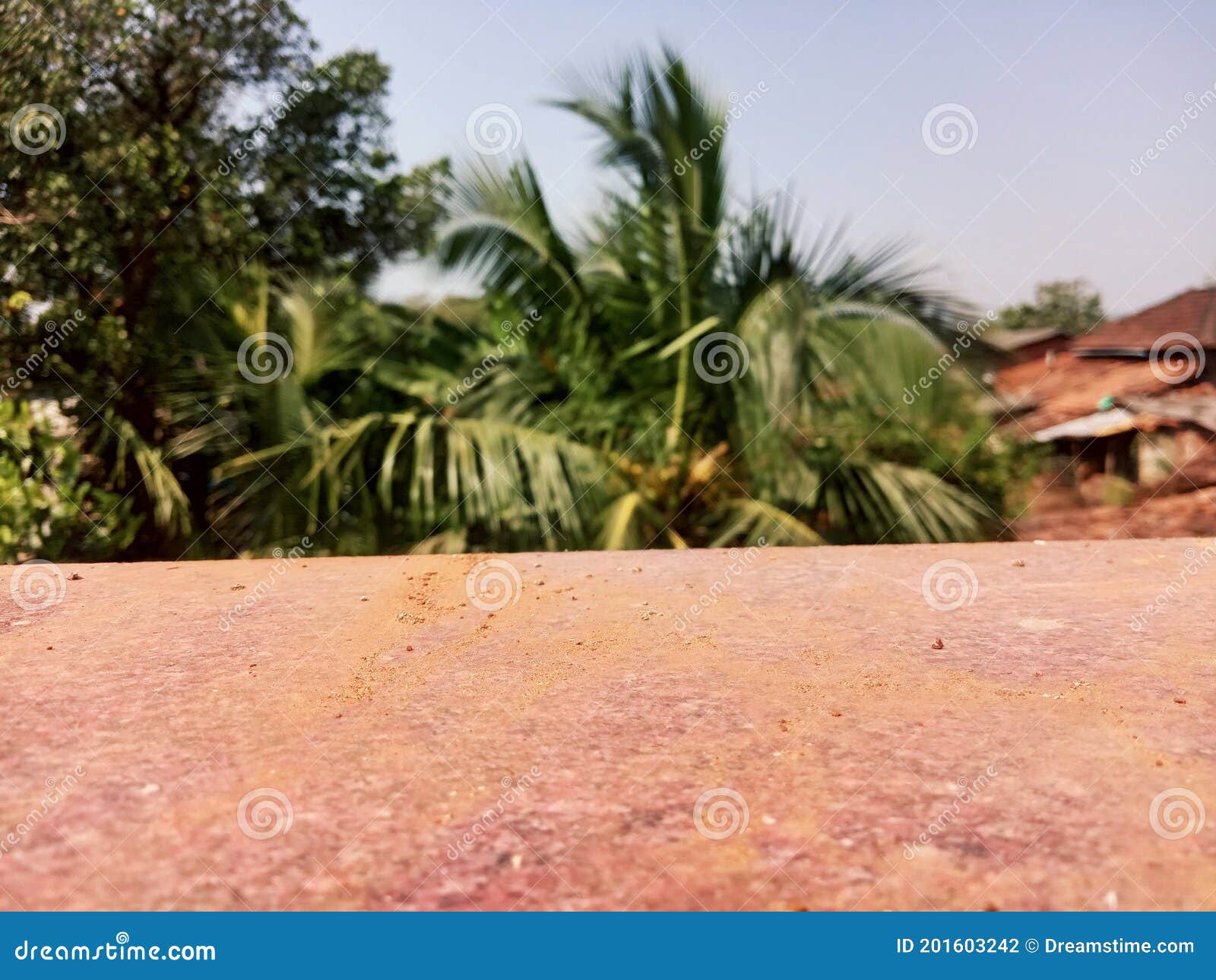 The palm tree view stock photo. Image of nature, view - 201603242
