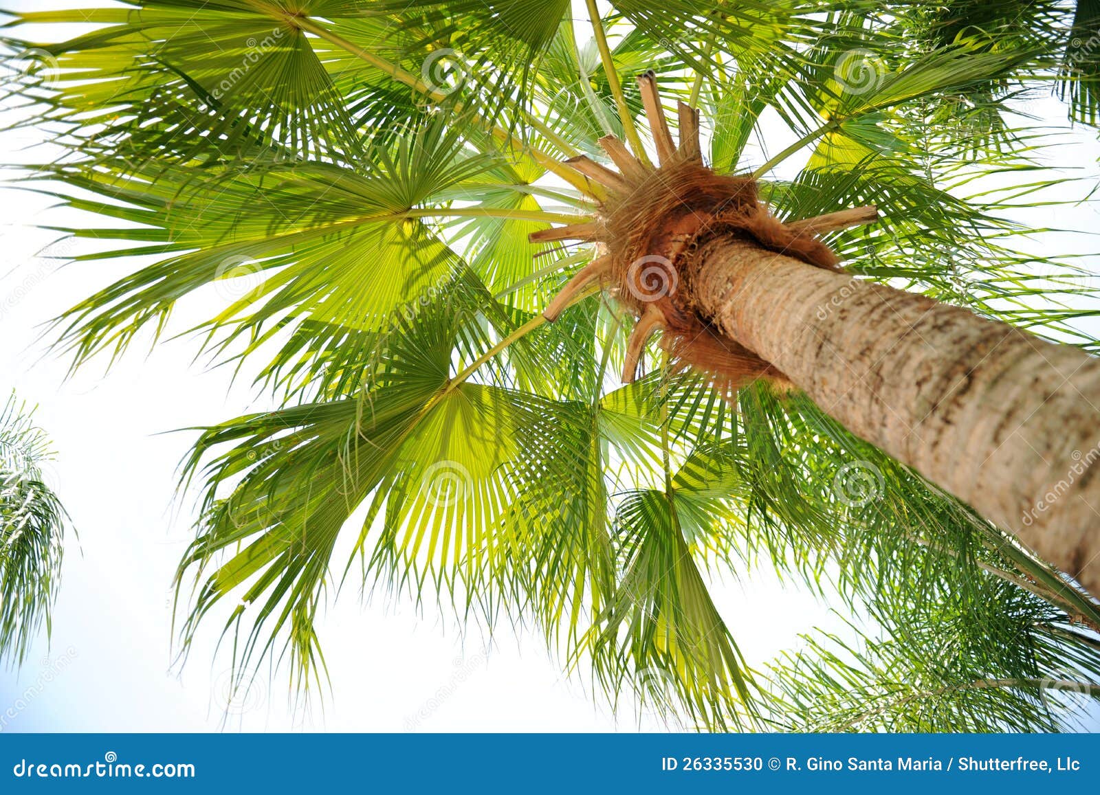 Palm Tree View From Below Stock Photo - Image: 26335530
