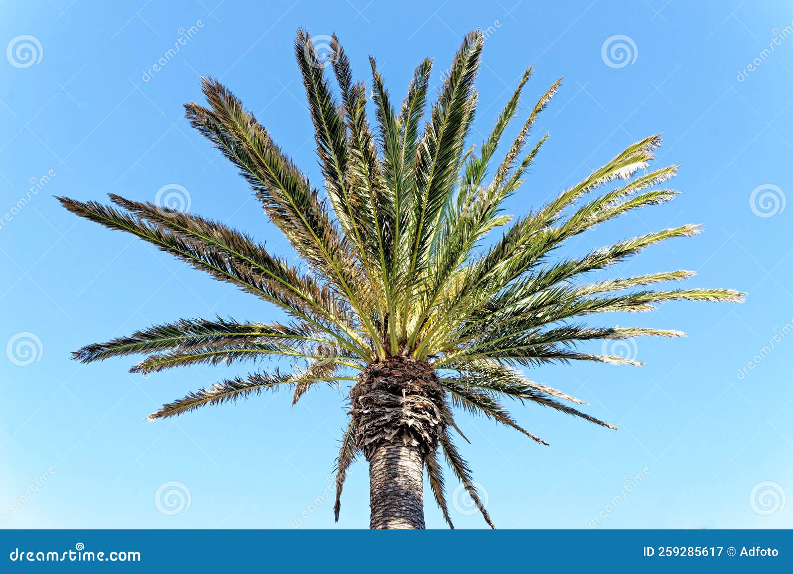 Palm Tree View from Below - Natural Background Stock Image - Image of ...