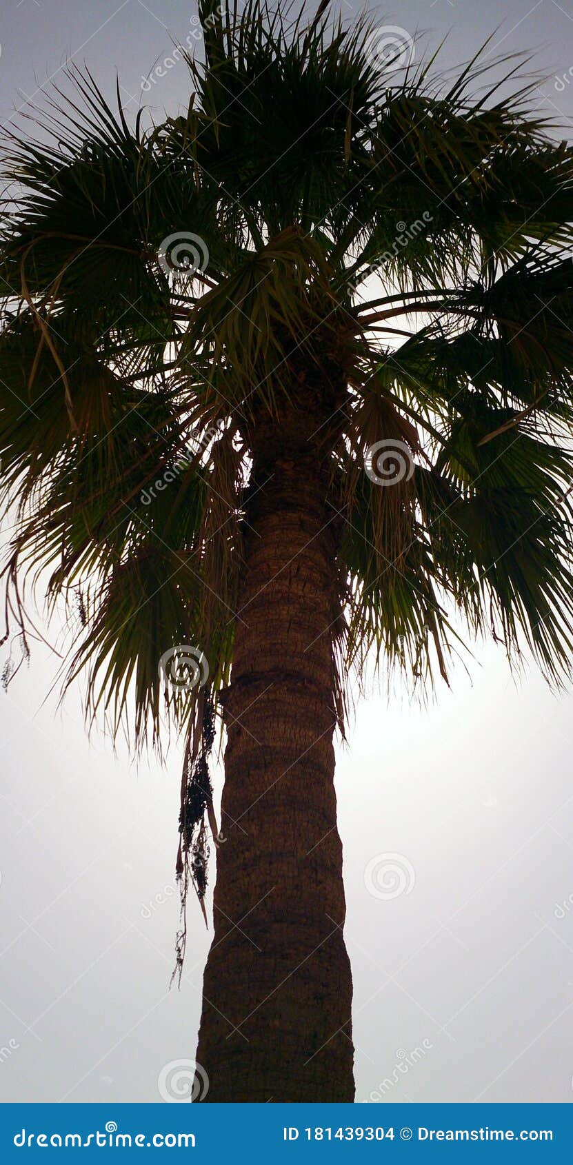 Palm tree view from below stock photo. Image of green - 181439304