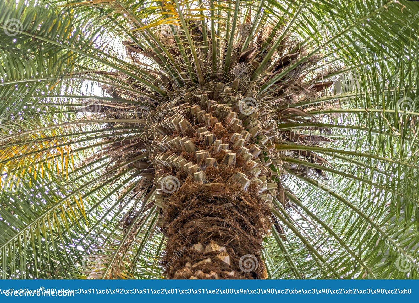 Palm Tree View from Below. Vacation Concept Stock Photo - Image of bark ...