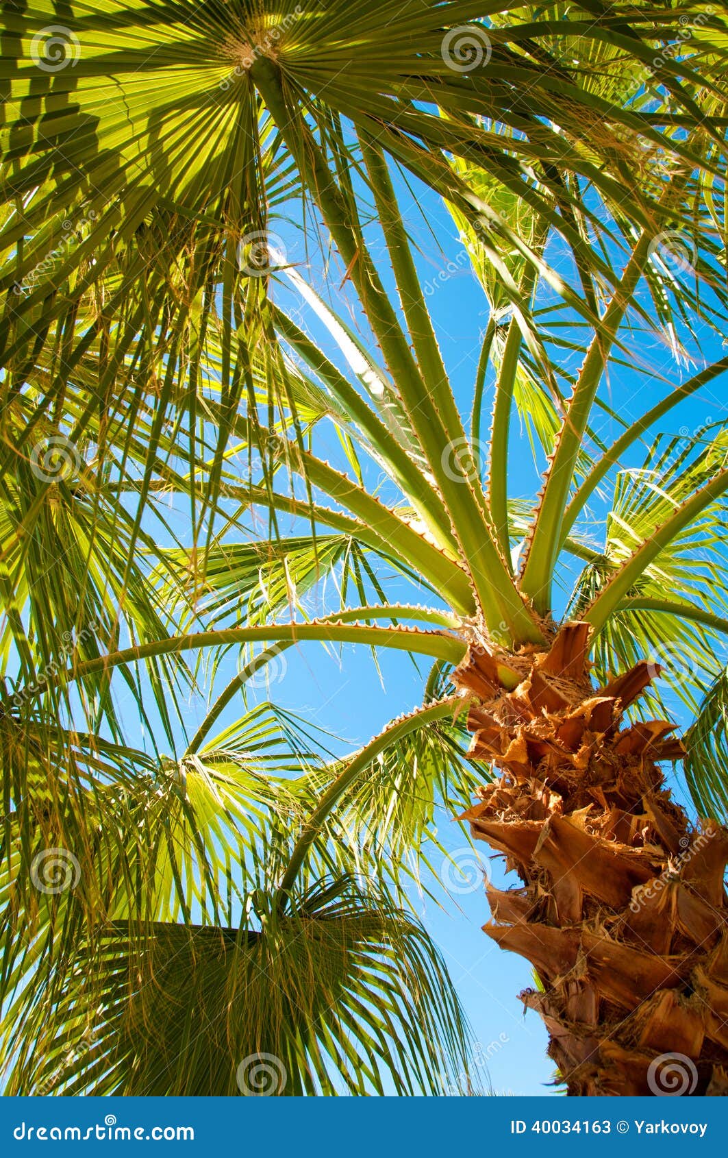 Palm Tree View from Bottom, Sun S Rays Shine Stock Image - Image of ...