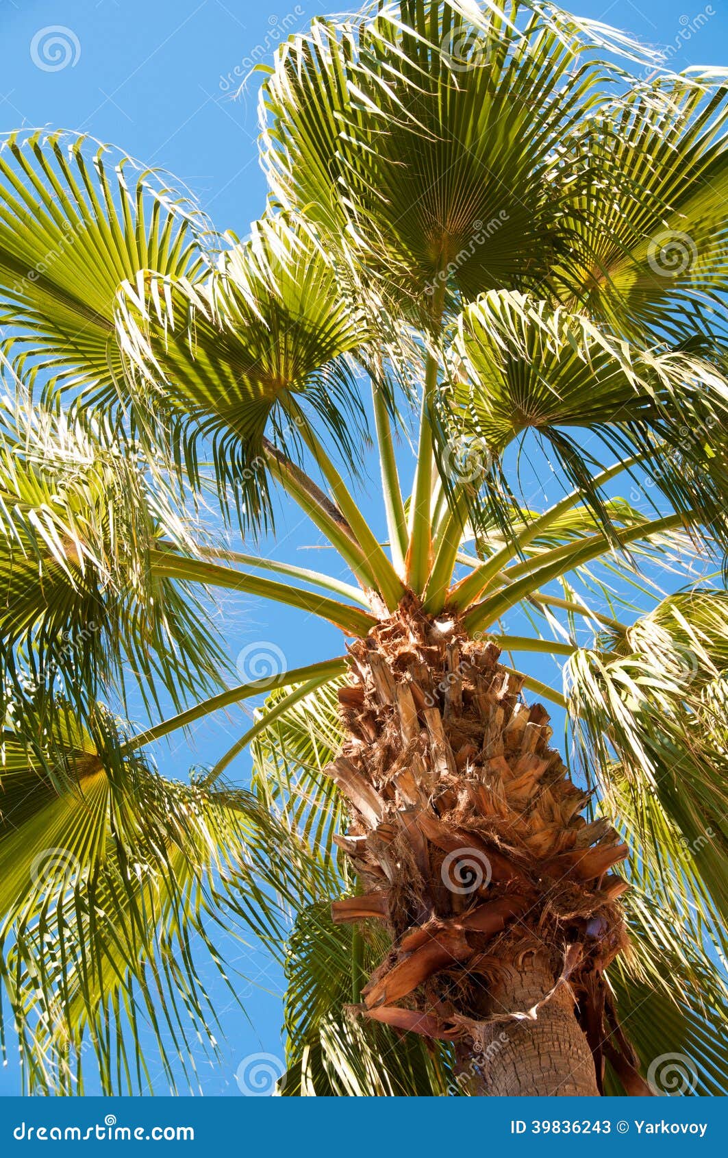 Palm Tree View from Bottom, Sun S Rays Shine through Branches Stock ...