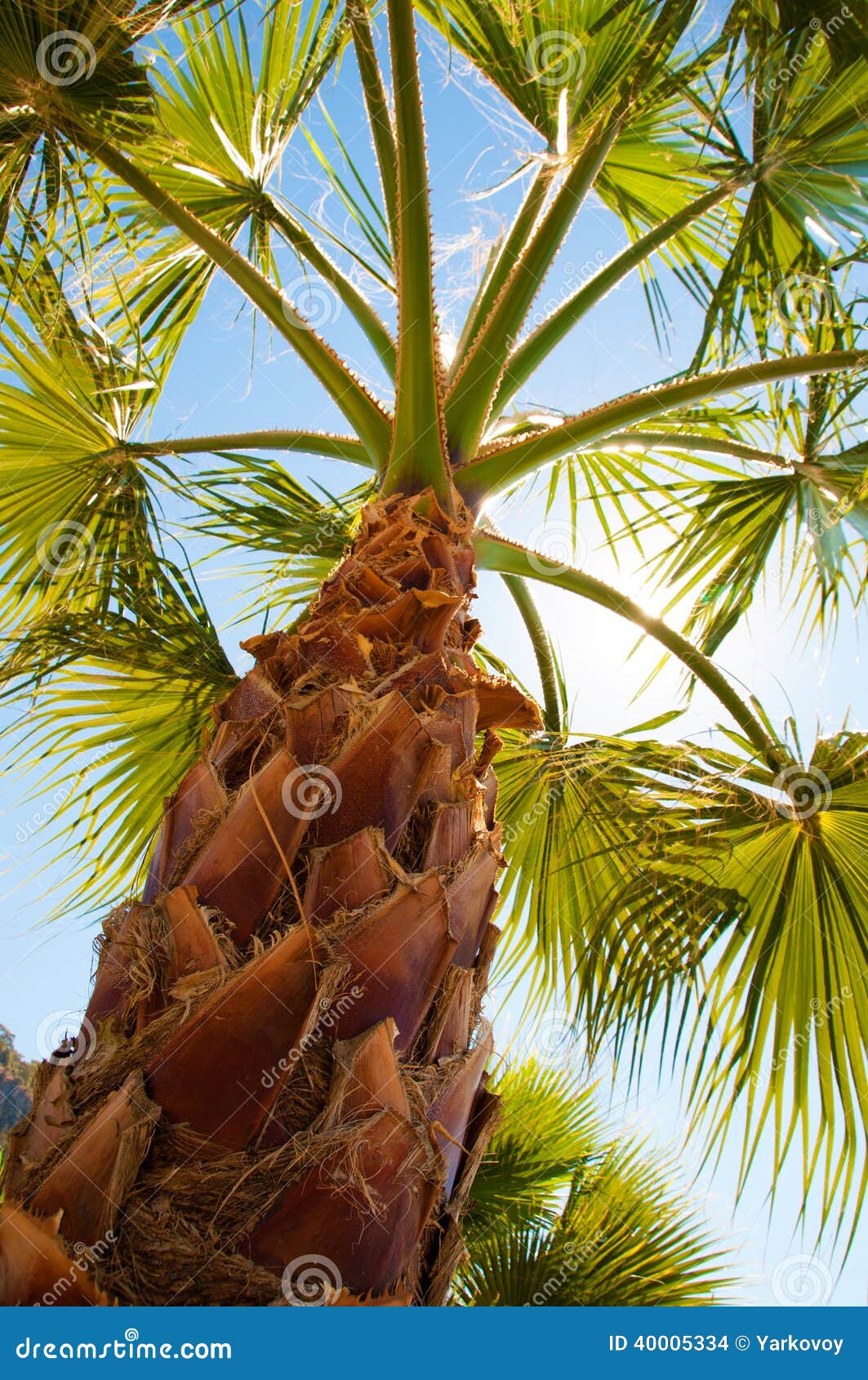 Palm Tree View from Bottom, Sun S Rays Shine through Branches Stock ...