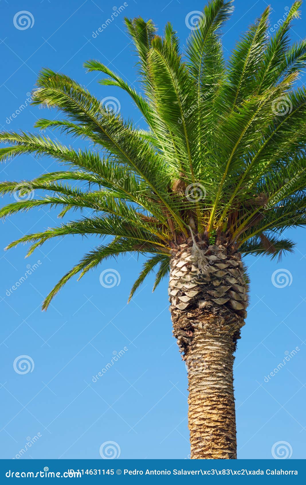 Palm tree view stock image. Image of peaceful, nature - 114631145