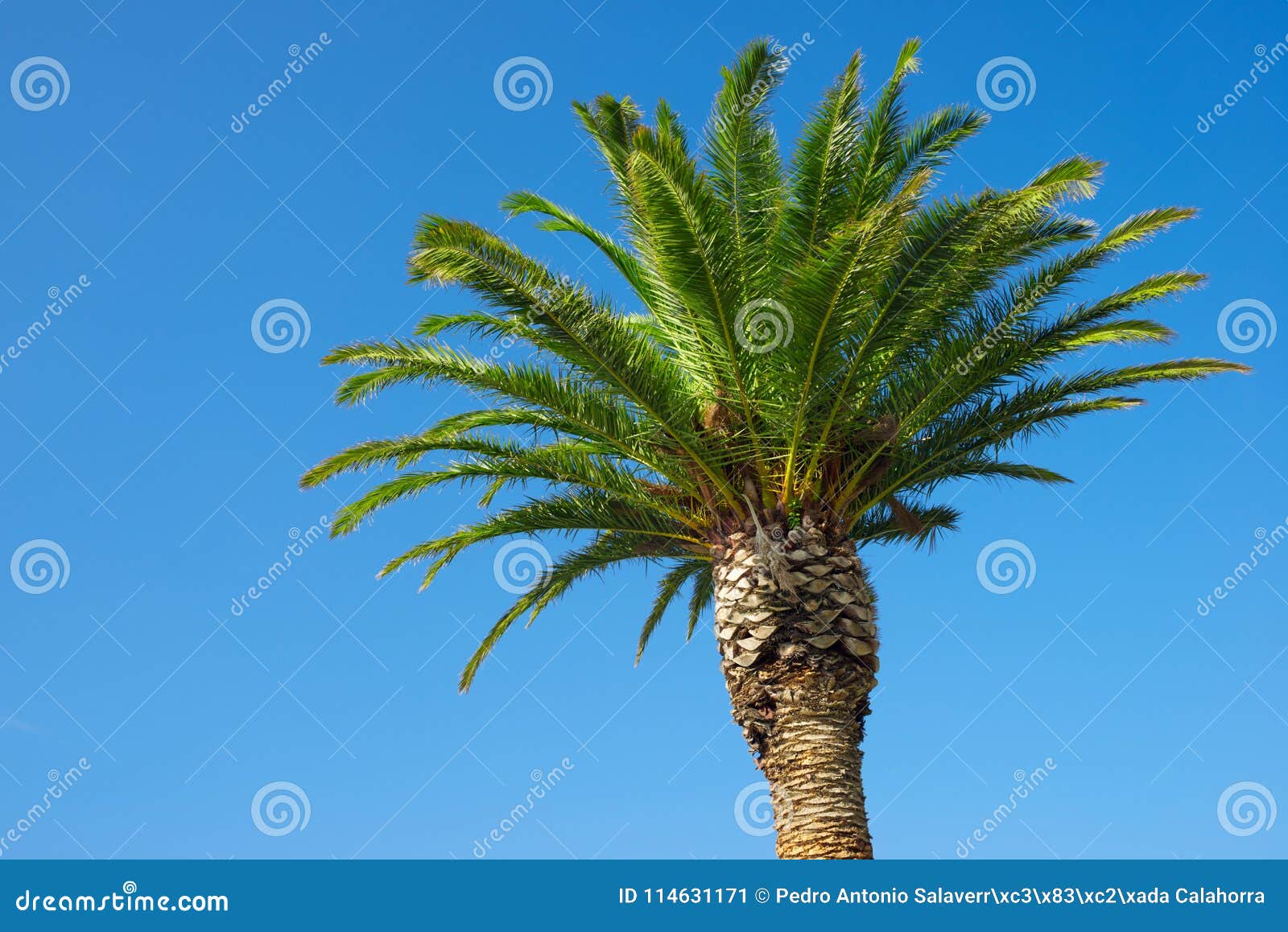 Palm tree view stock image. Image of outdoor, summer - 114631171