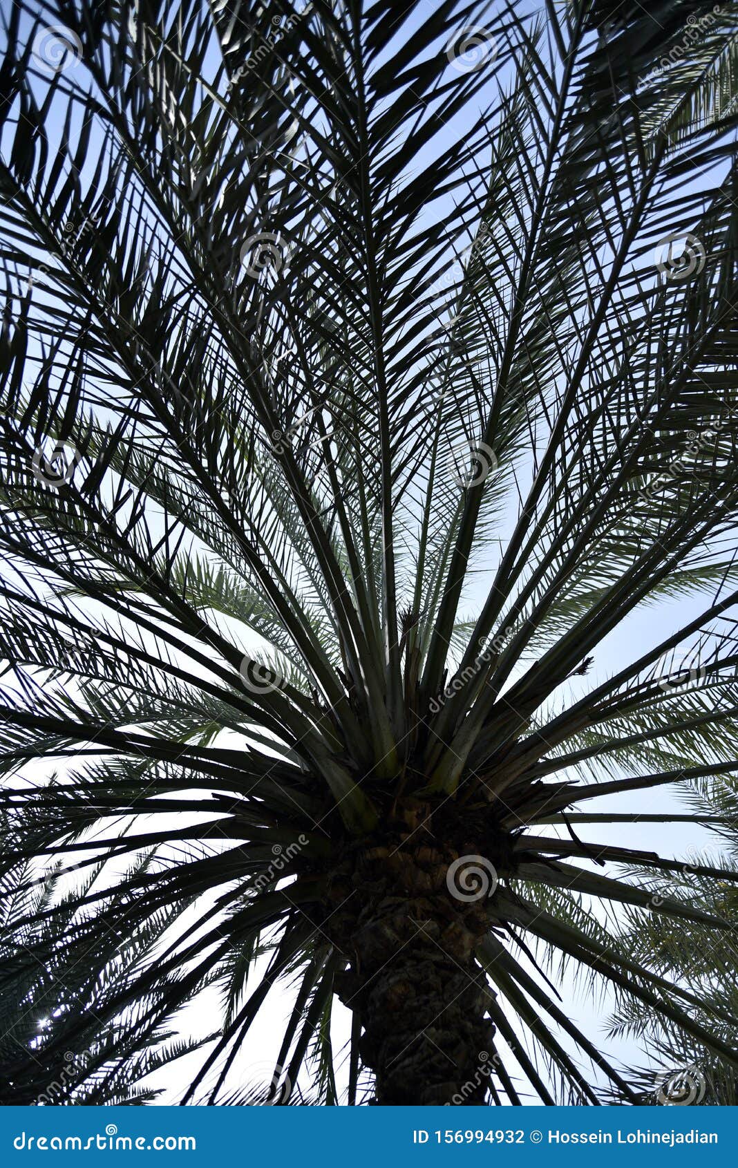 Palm Tree View from Down at the Park Stock Photo - Image of curve ...