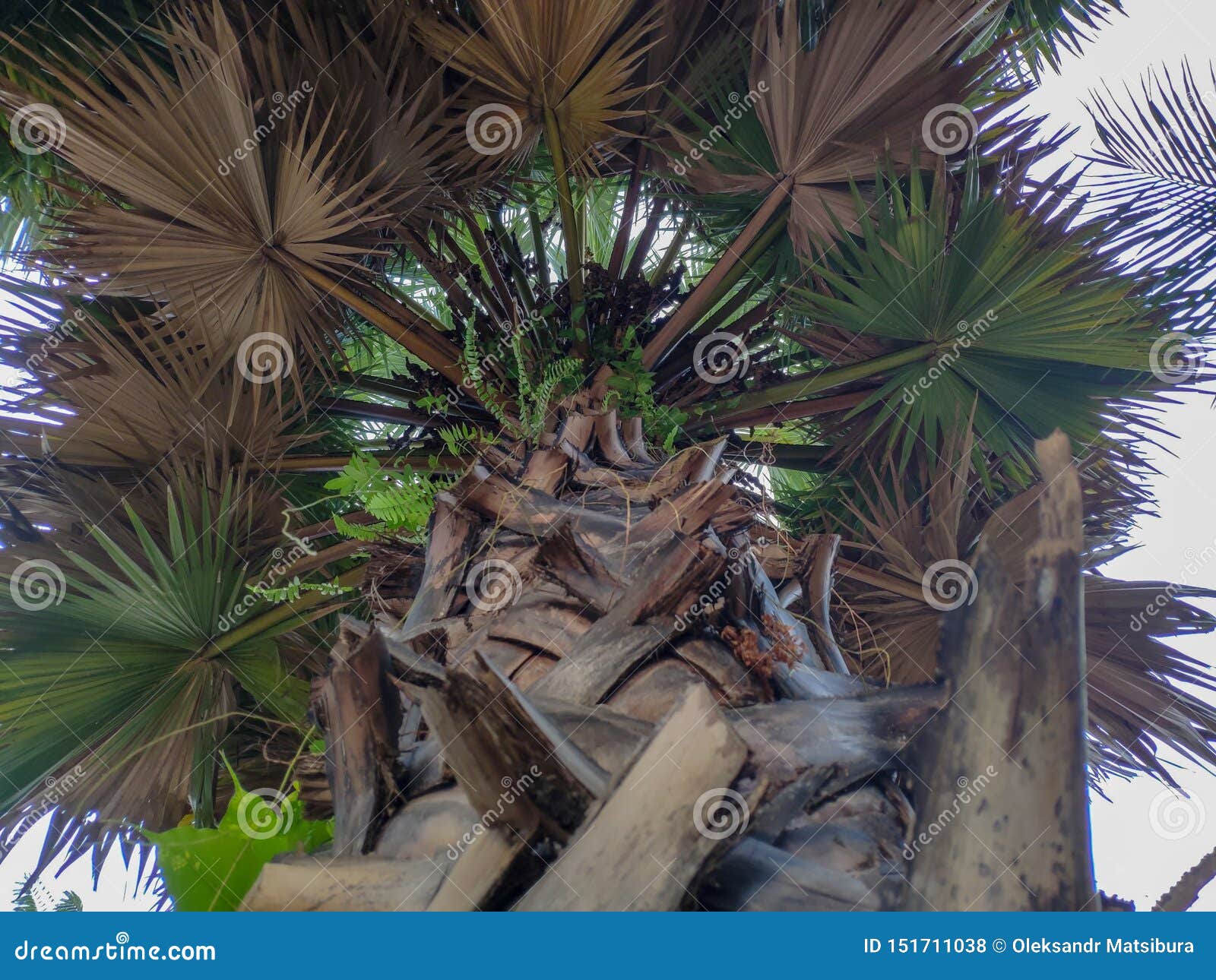 Palm Tree. View from the Ground To the Top of Palm Stock Photo - Image ...
