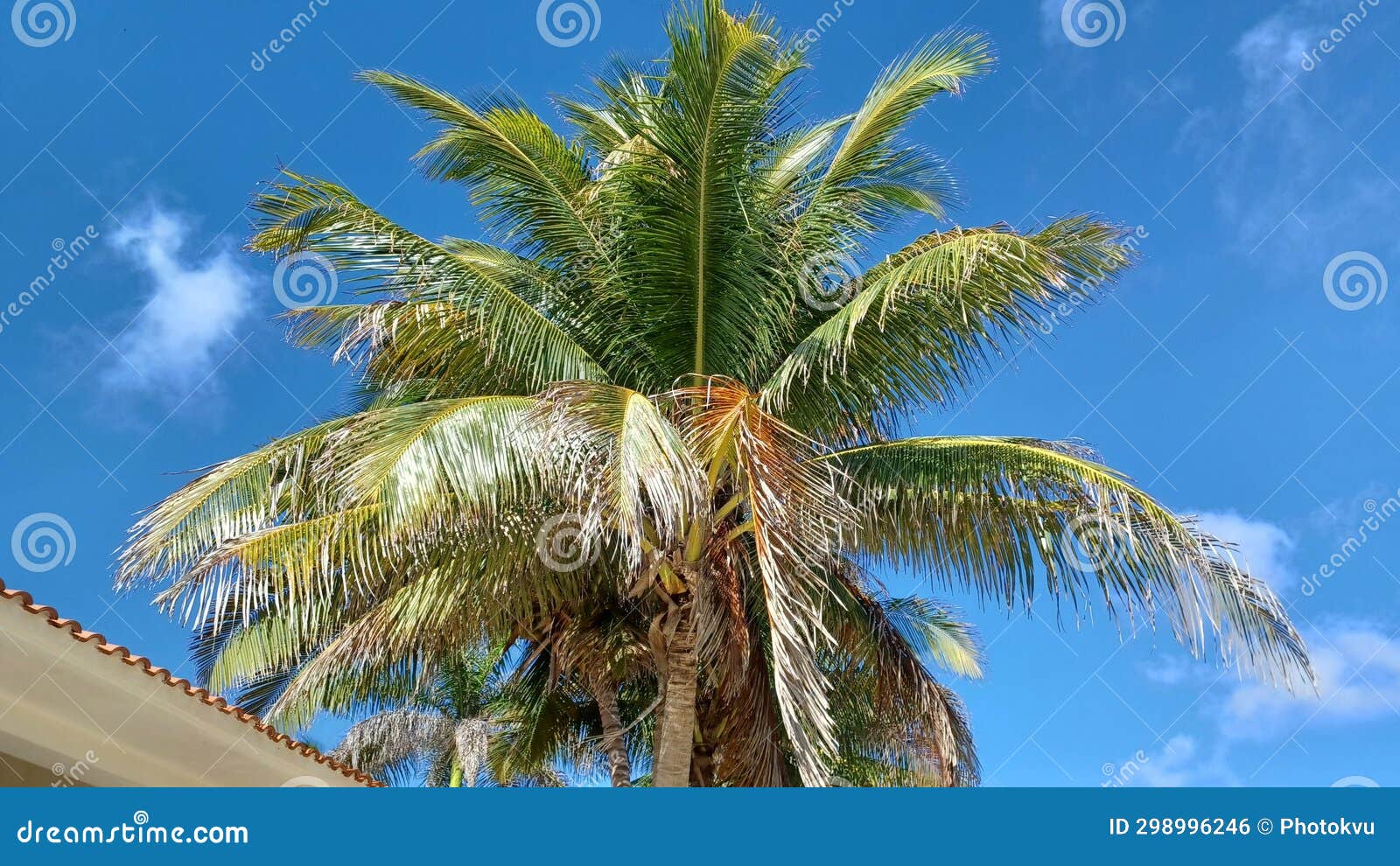 Palm Tree View on a Sunny Day Stock Photo - Image of plantation, beach ...