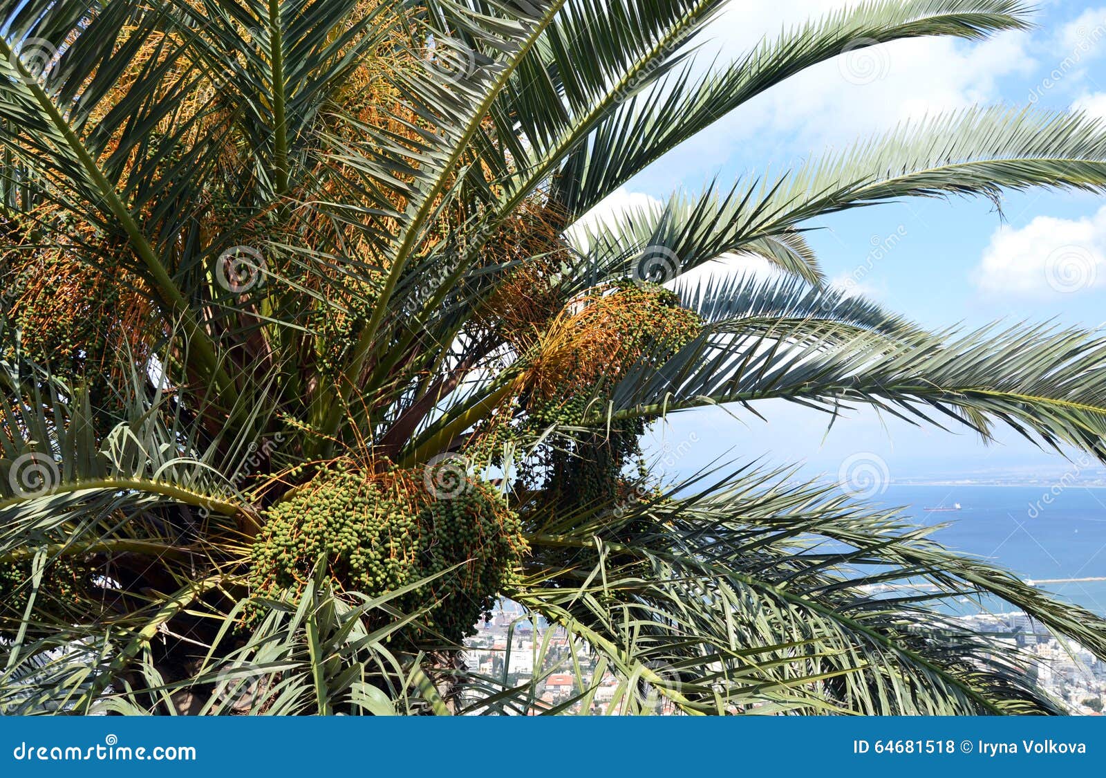 Palm tree view stock photo. Image of life, nature, bark - 64681518