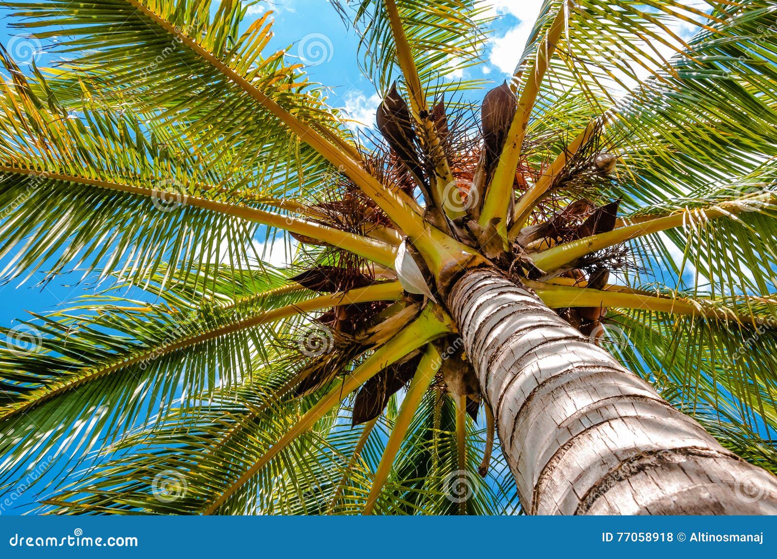 Palm Tree Viewed from Below Upwards High Above Stock Photo - Image of ...
