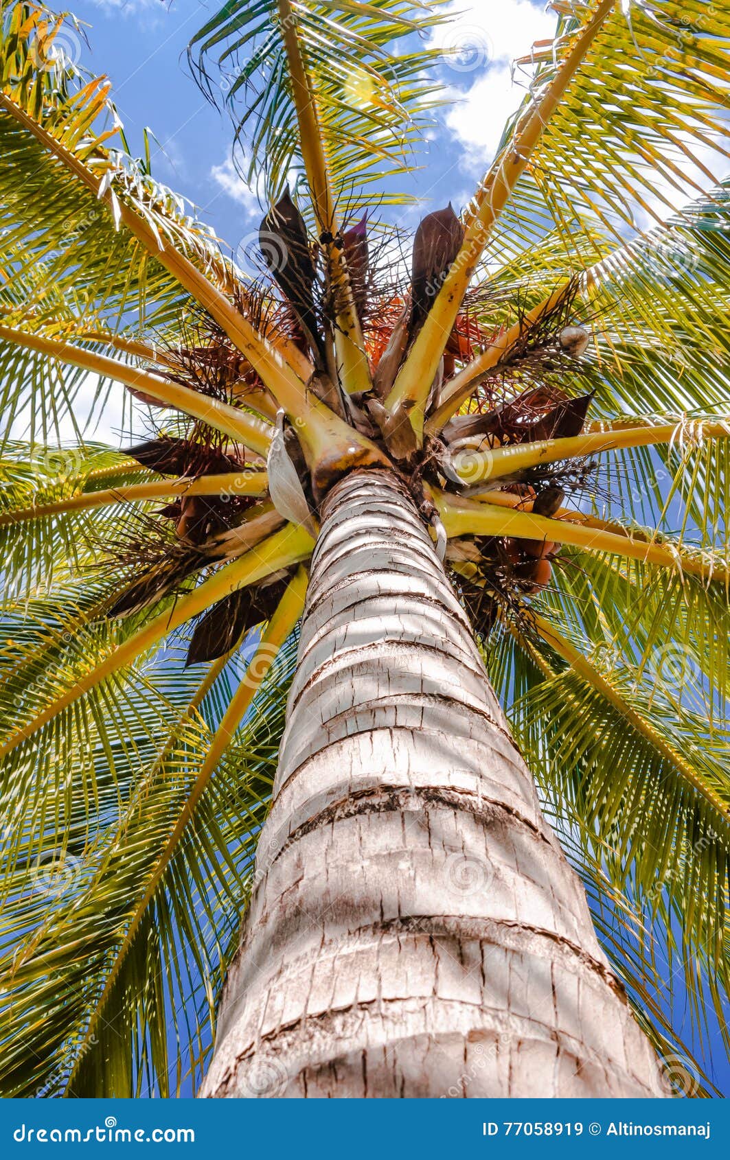 Palm Tree Viewed from Below Upwards High Above Stock Image - Image of ...